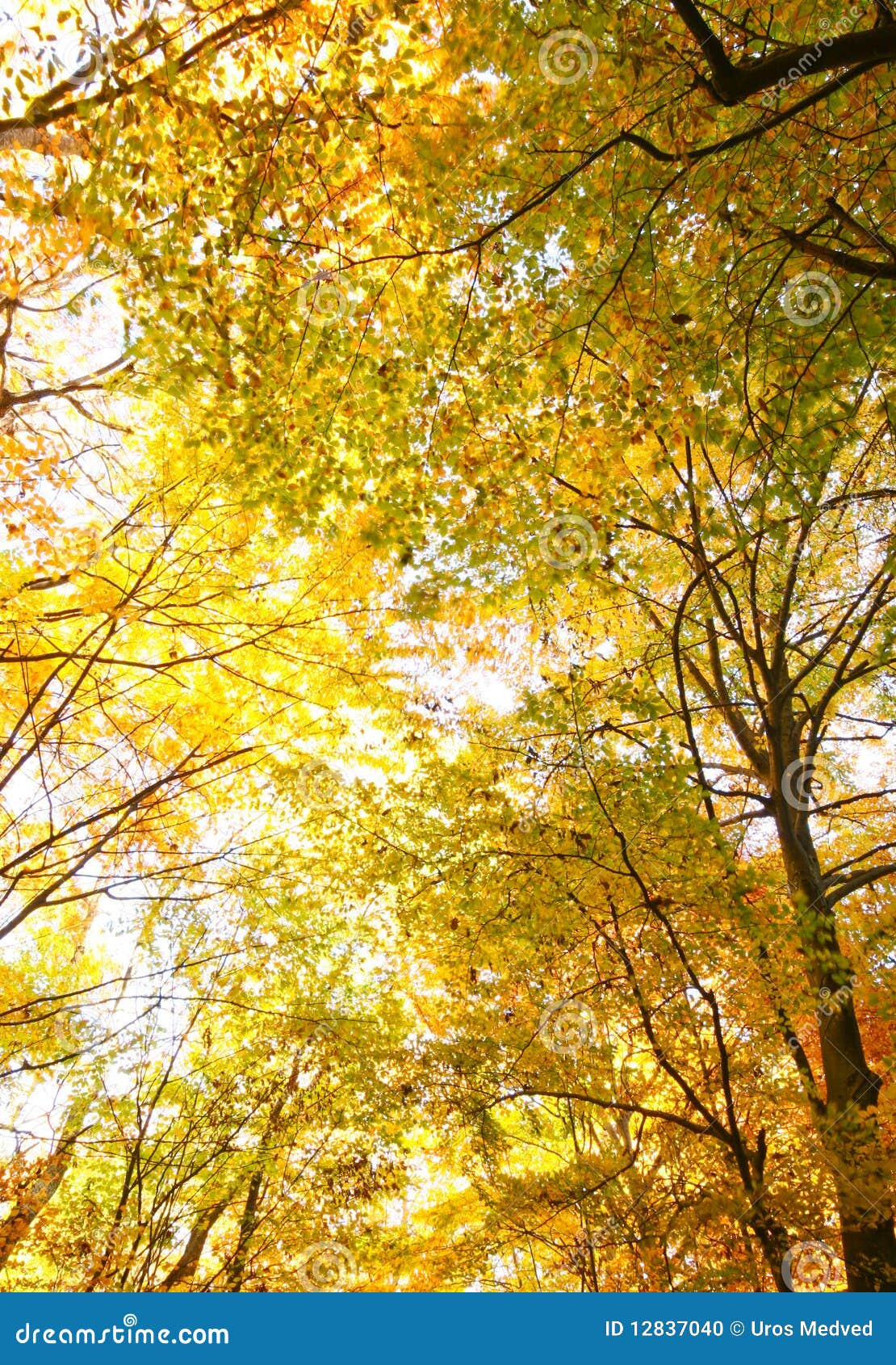 Autumn Tree Branches with Sky Stock Photo - Image of bush, lush: 12837040
