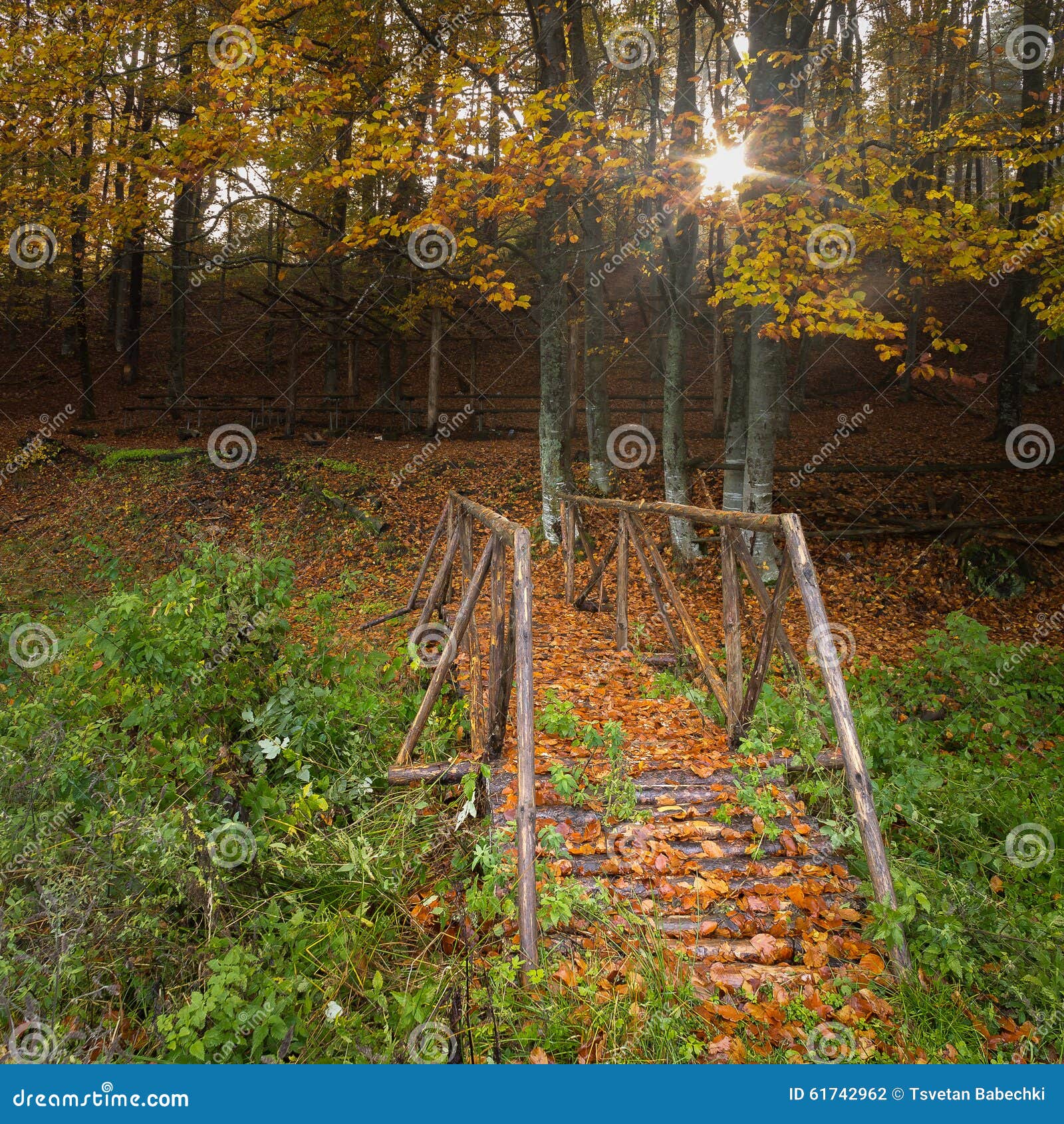 Autumn tree bridge stock photo. Image of grass, forest - 61742962