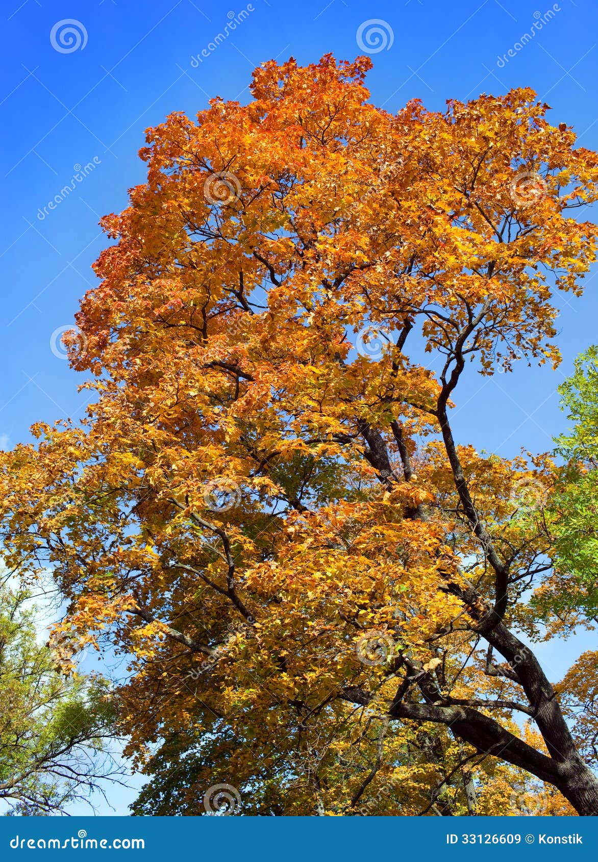 Autumn Tree with Bright Foliage Stock Image - Image of autumn, tree ...