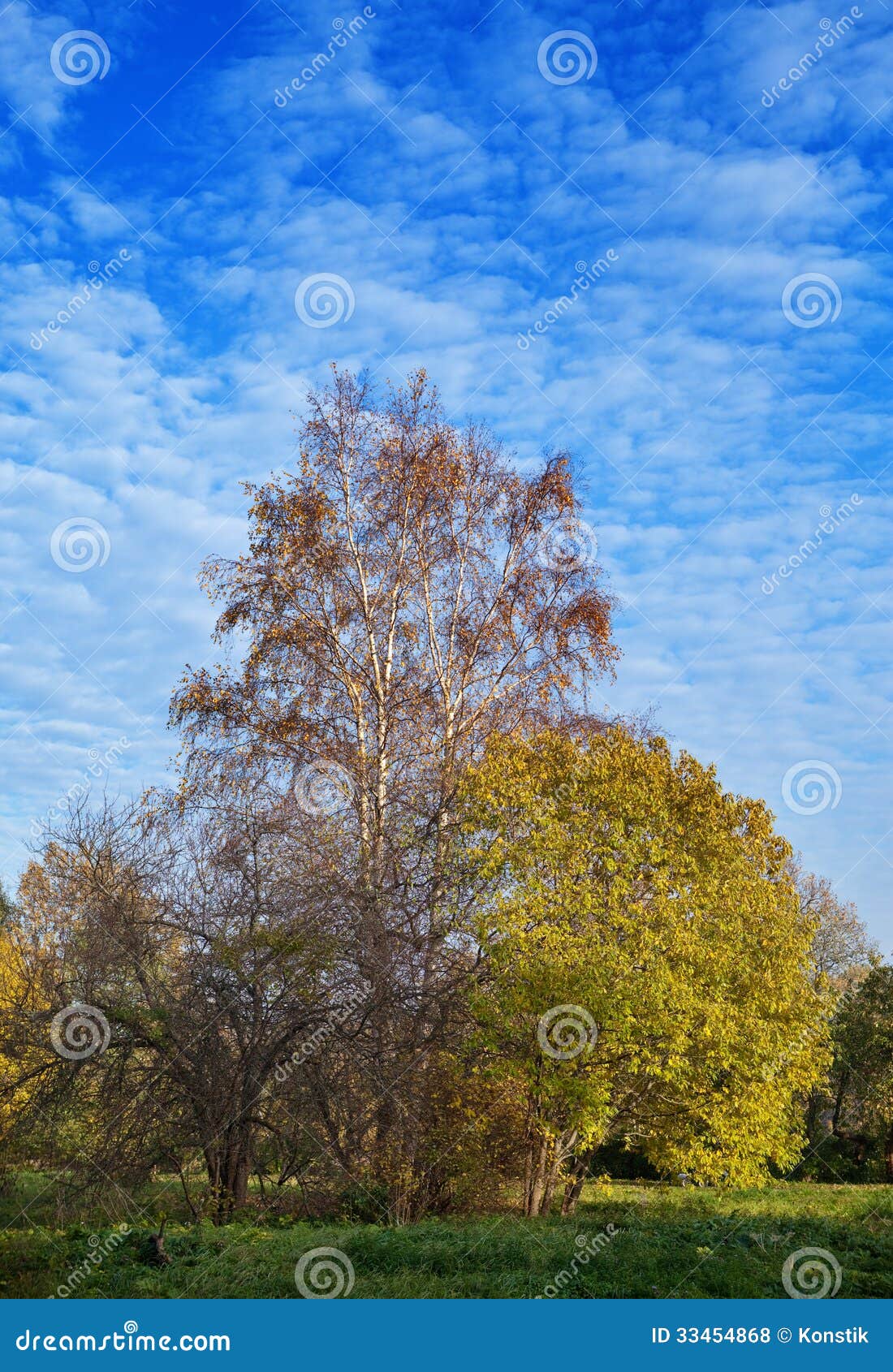 Autumn Tree with Bright Foliage on a Blue Sky Stock Photo - Image of ...
