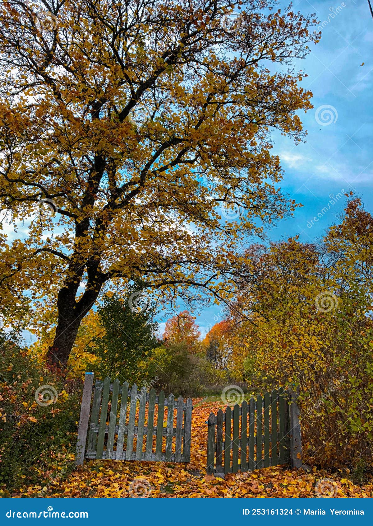 Autumn Tree and Broken Gate Stock Photo - Image of tree, scenery: 253161324