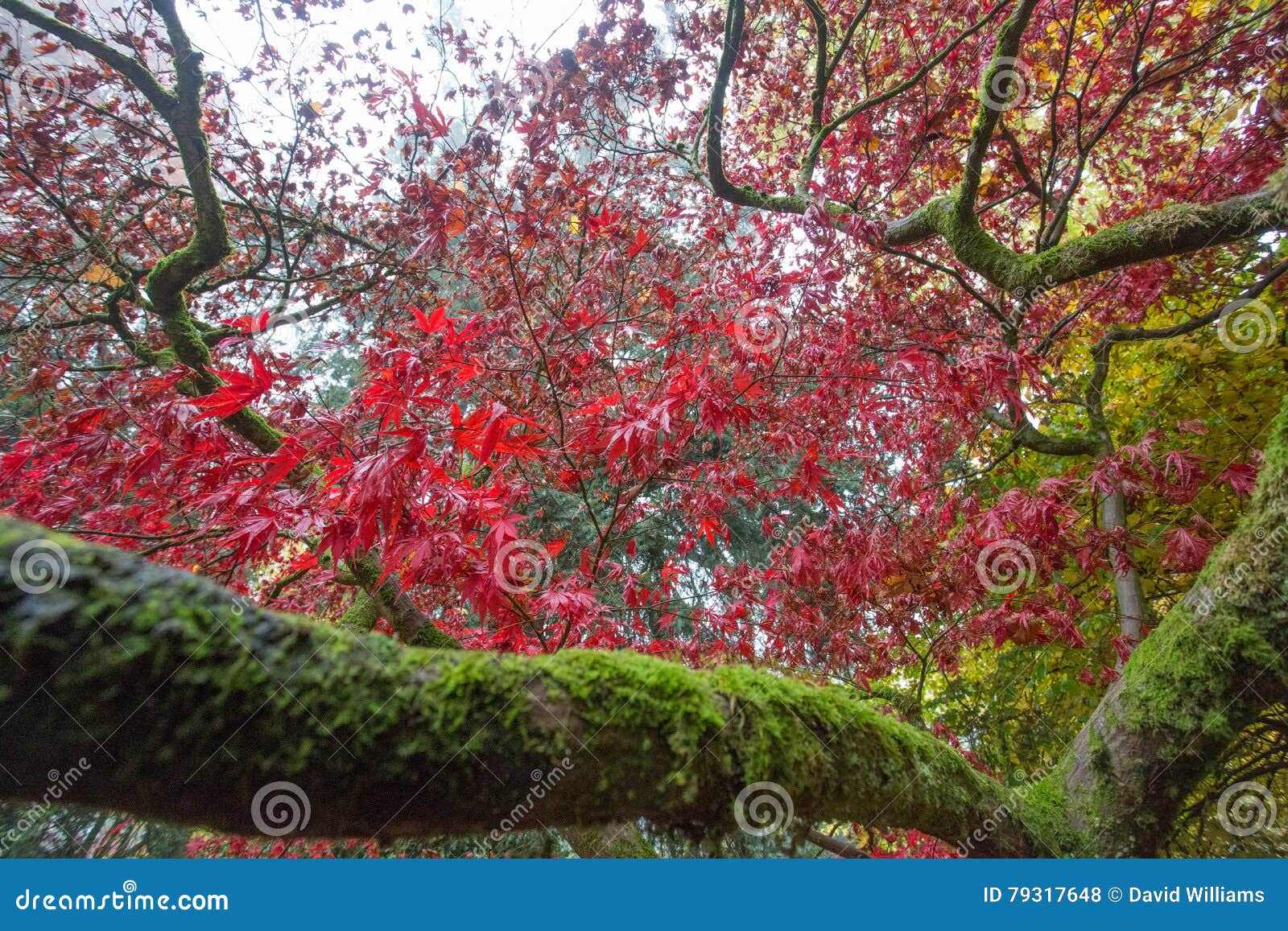 Autumn Tree canopy stock photo. Image of westonburt, tree - 79317648