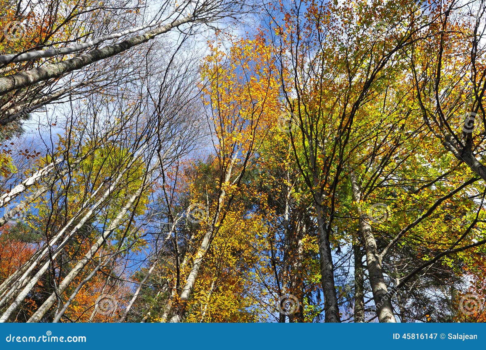 Autumn Tree Canopy in the Forest Stock Image - Image of blue, colorful ...
