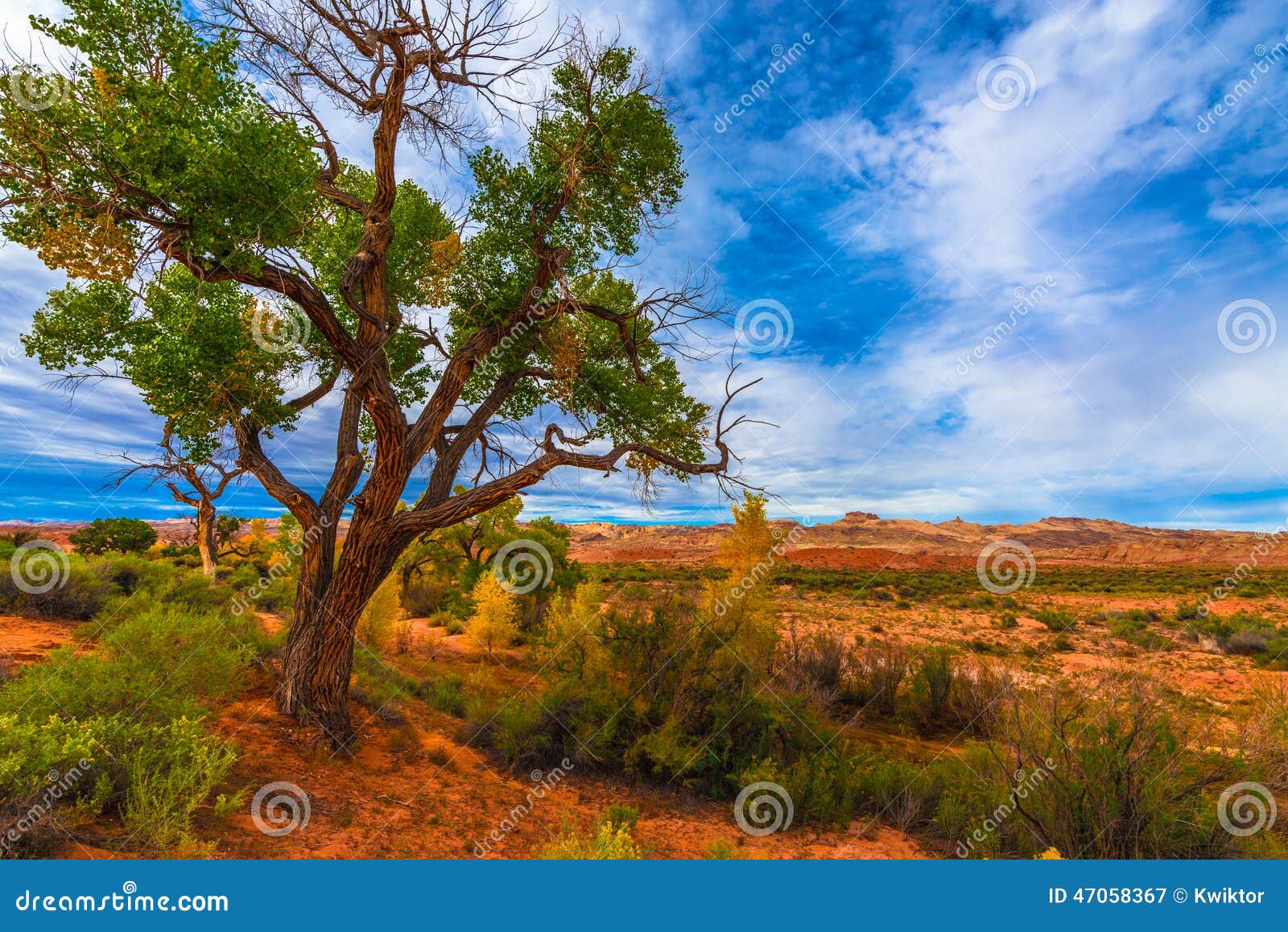 Autumn Tree in the Canyon - Utah Fall Landscape Stock Image - Image of ...
