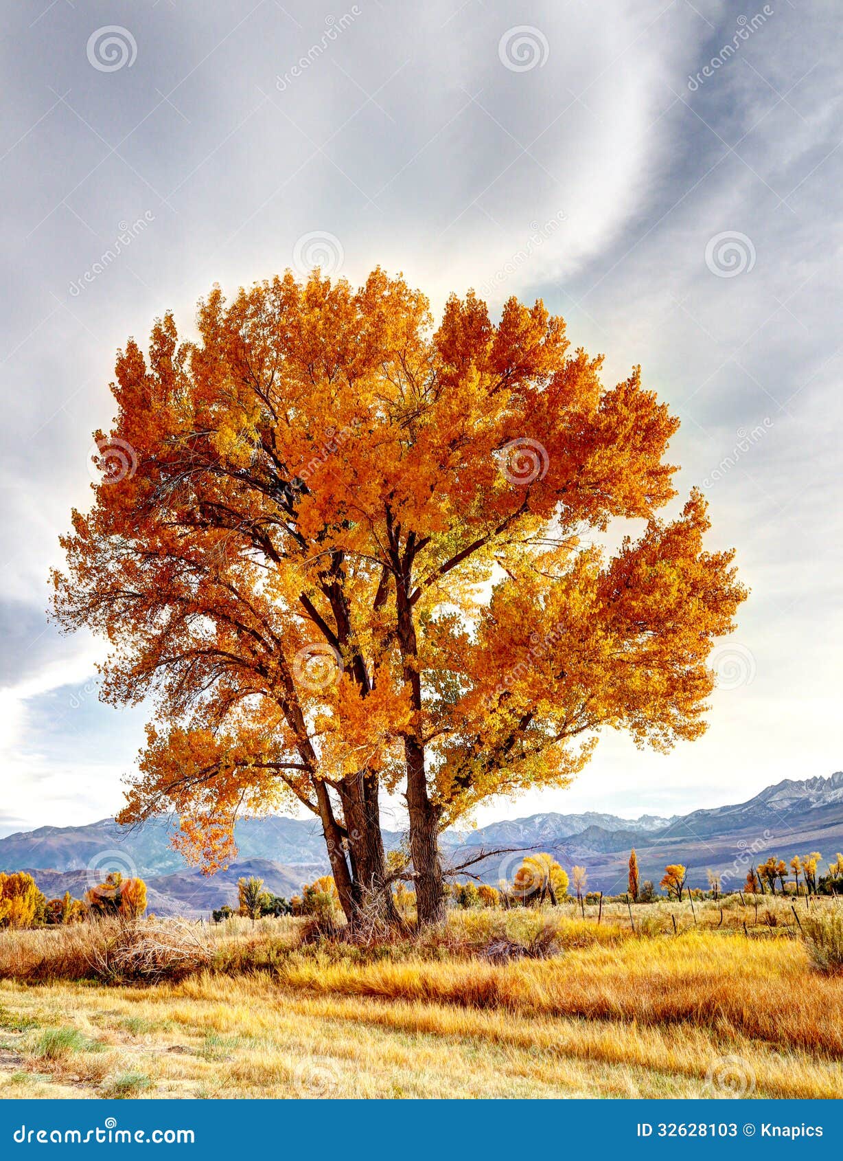 Autumn Tree Central California Stock Image - Image of landscape, nature ...