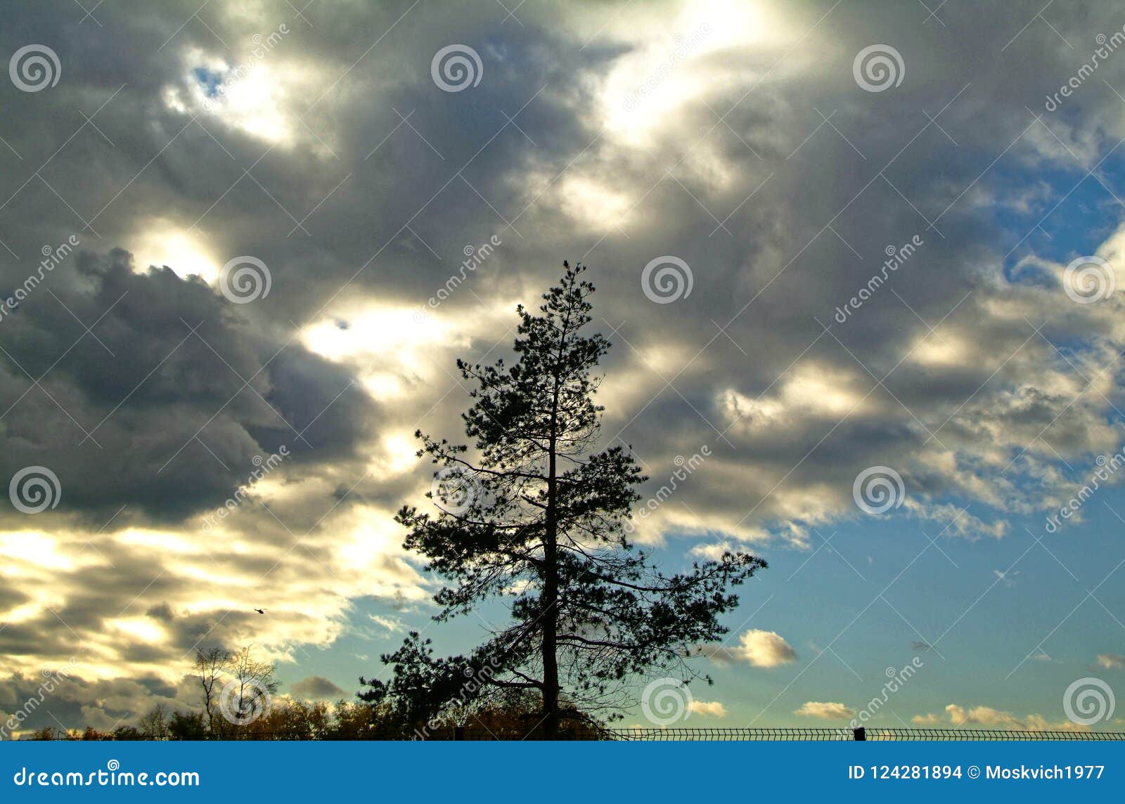 Autumn Tree on Cloudy Sky Background Stock Photo - Image of background ...