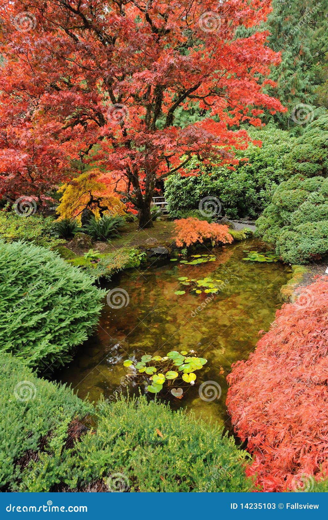 Autumn tree colors stock image. Image of landscaping - 14235103