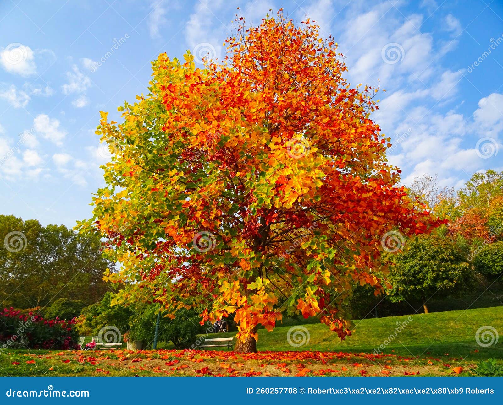 Autumn tree colors vibes stock photo. Image of shrub - 260257708