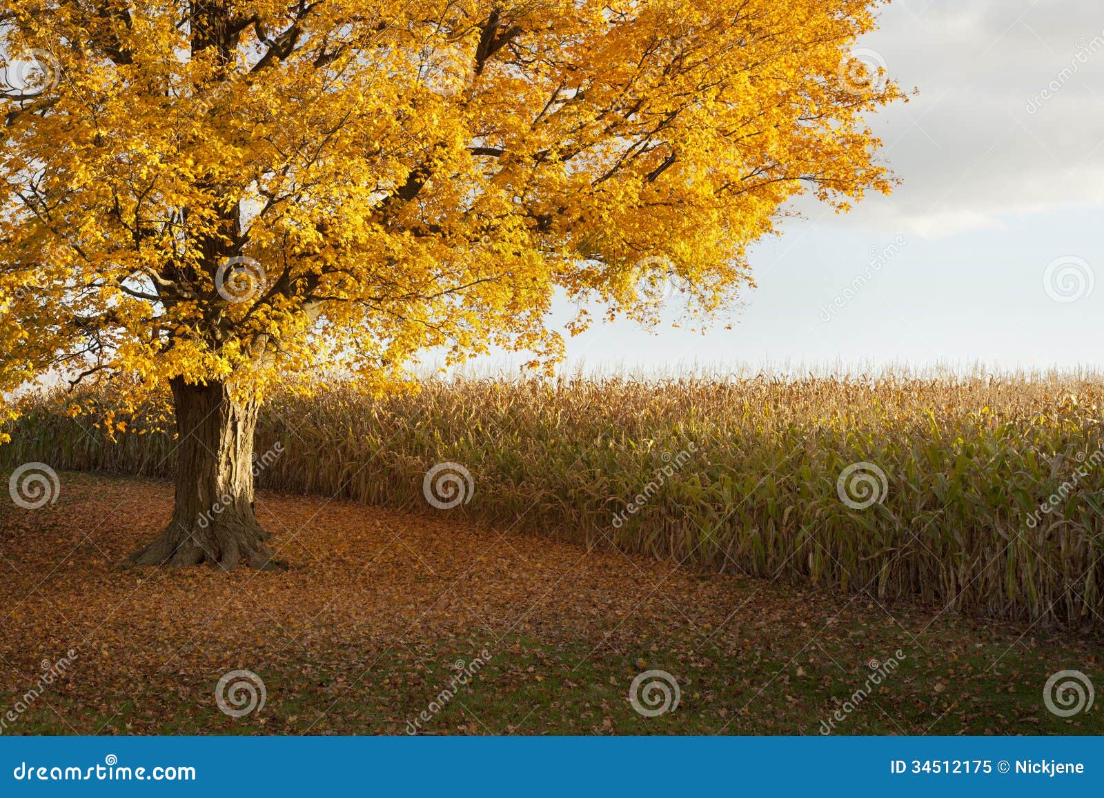 Autumn Tree and Corn Fields Stock Image - Image of yellow, scenic: 34512175