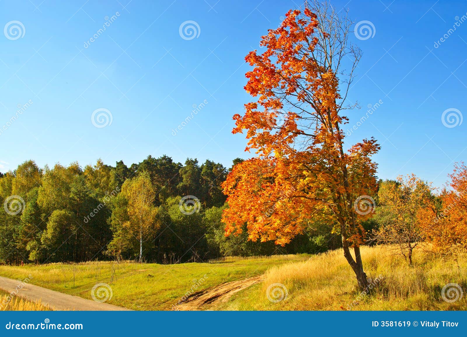 Autumn tree in countryside stock image. Image of forested - 3581619