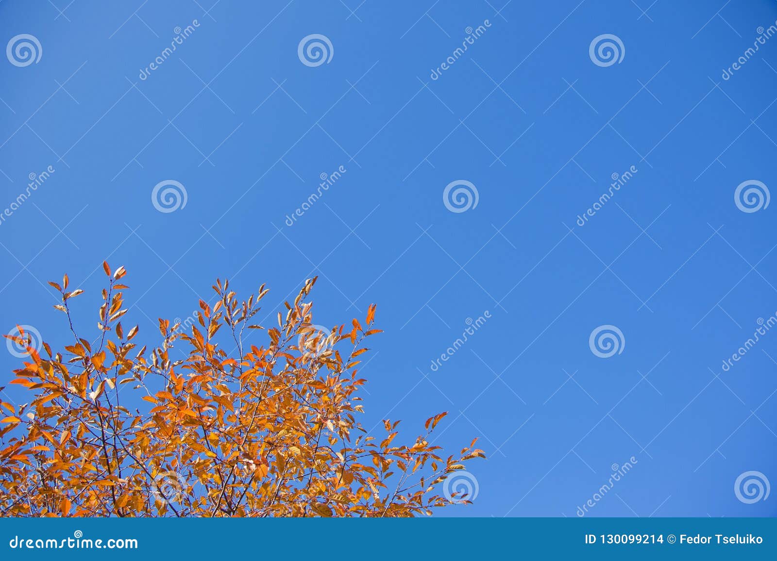 Autumn tree crone. stock photo. Image of background - 130099214