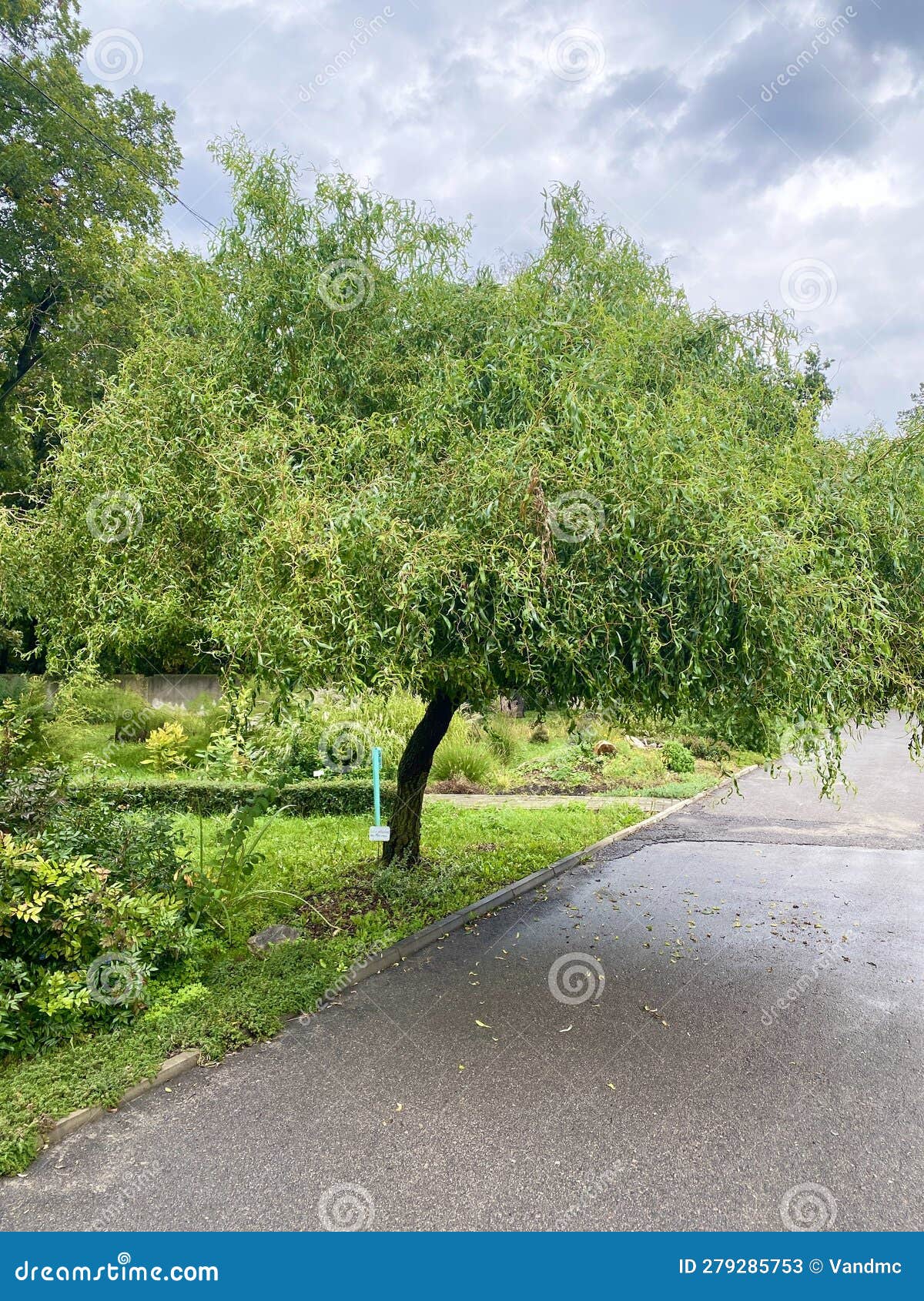 Autumn Tree with Curly Branches. Stock Image - Image of deciduous ...