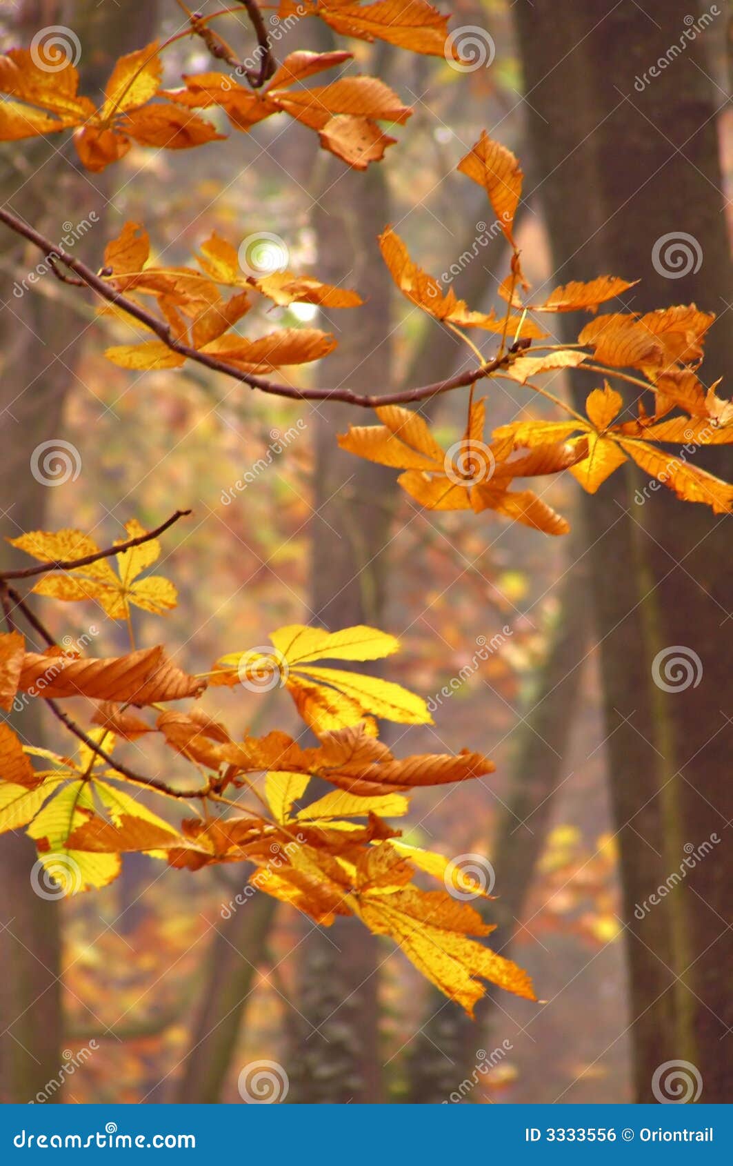 Autumn tree details stock photo. Image of close, closeup - 3333556