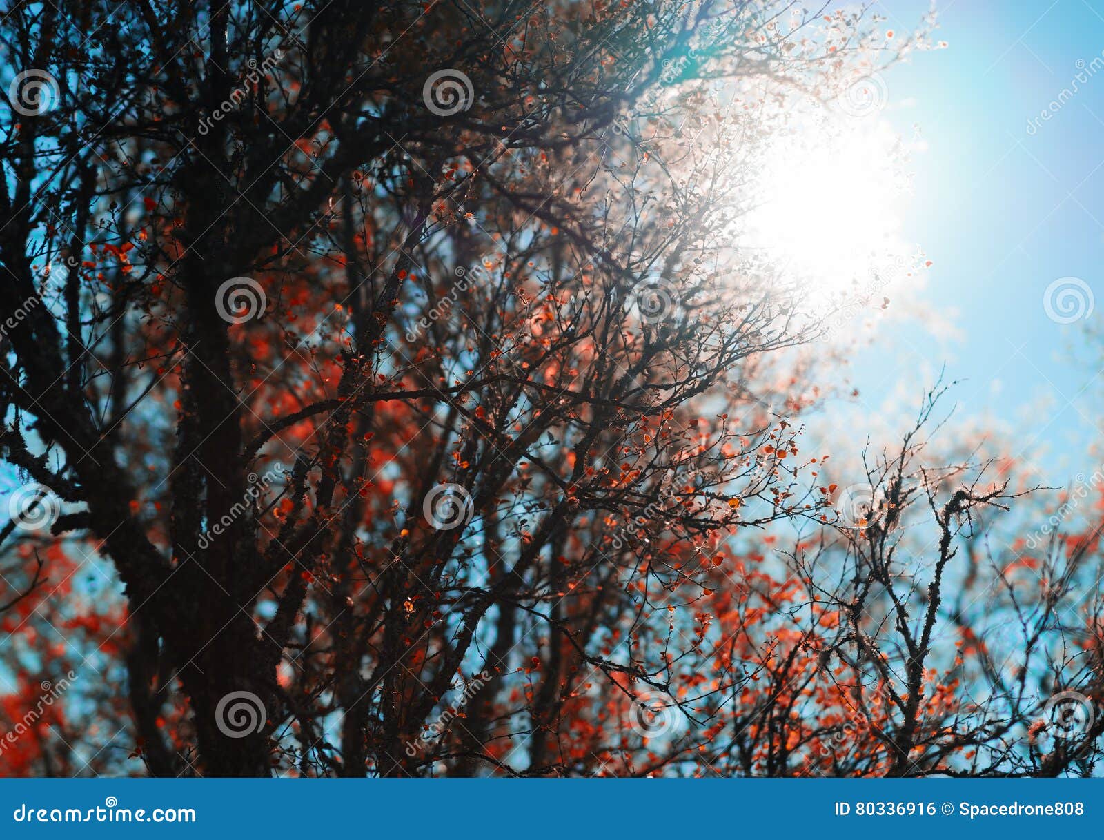 Autumn Tree in Direct Sun Background Stock Photo - Image of bokeh ...