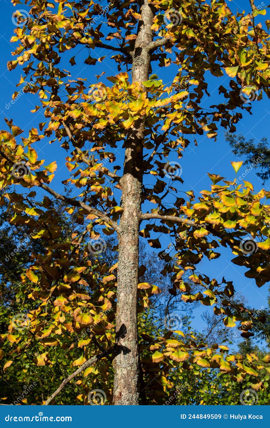 Autumn Tree Dry Leaf Texture and Background Texture Stock Image - Image ...