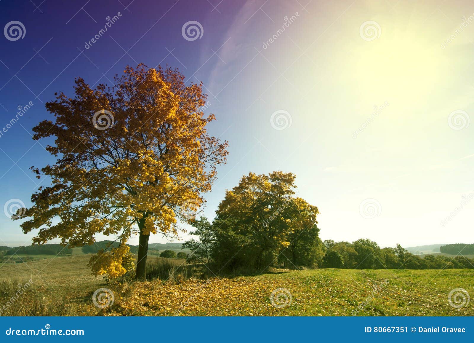 Autumn Tree with Empty Space on Sky Stock Image - Image of scenery ...