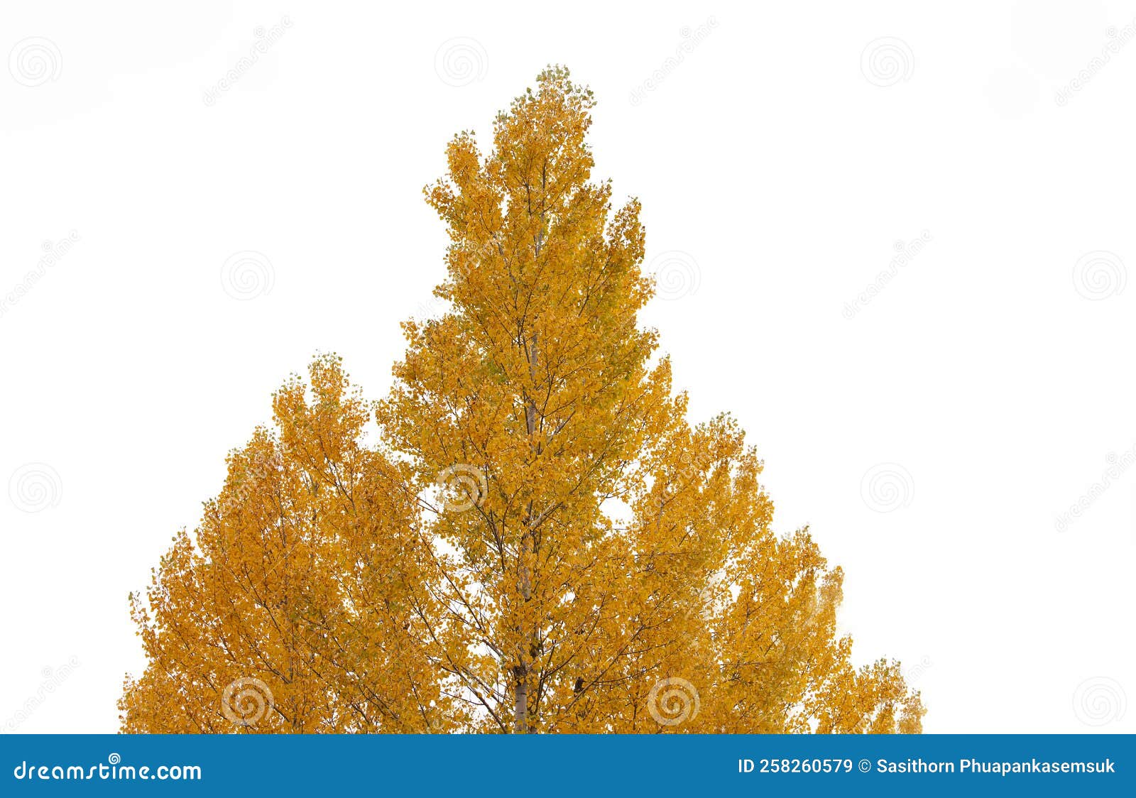 Autumn Tree Fall Foliage on White Isolate Background Stock Image ...