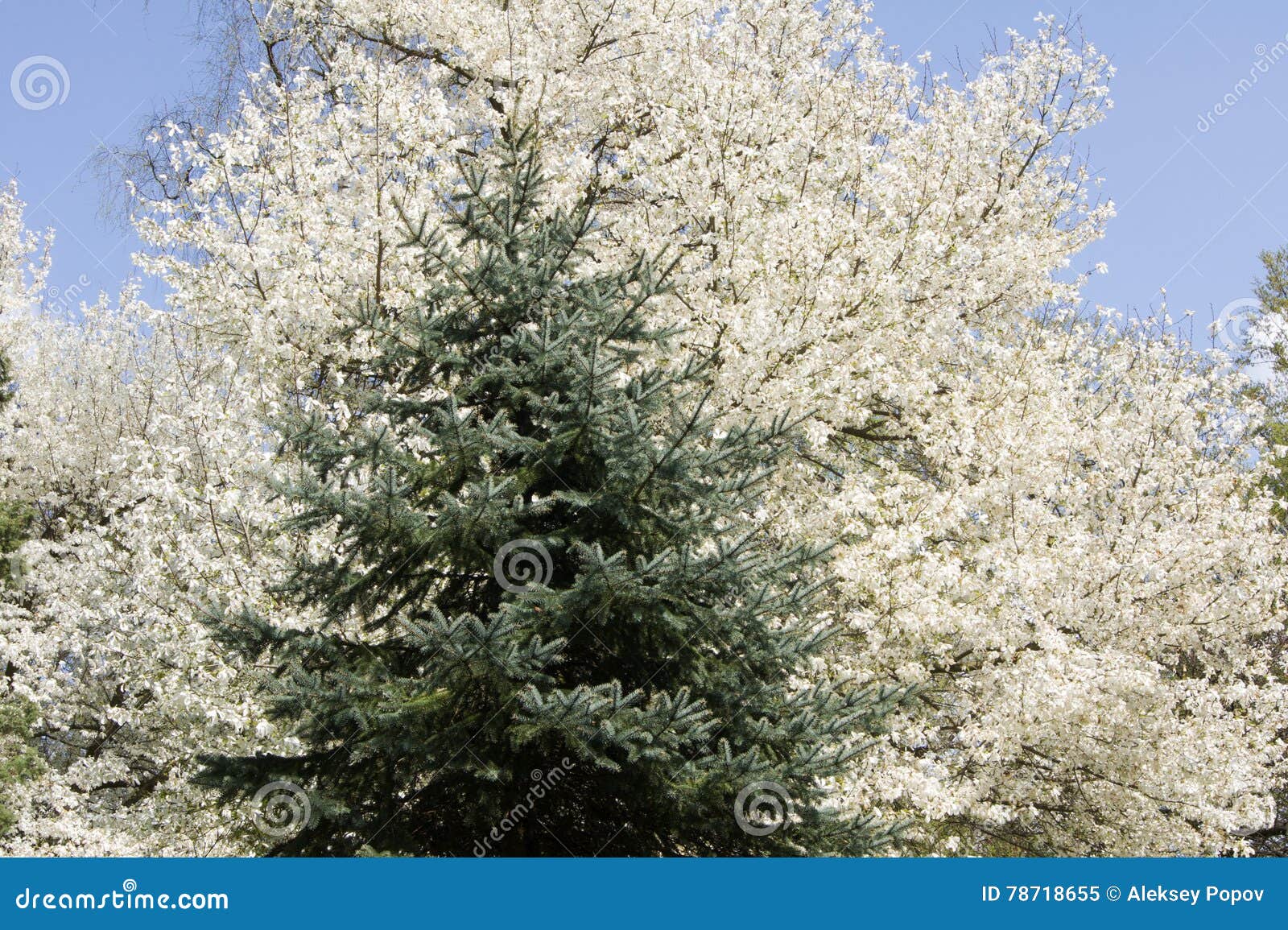 Autumn Tree Farm on a Rainy Day Stock Image - Image of color, christmas ...