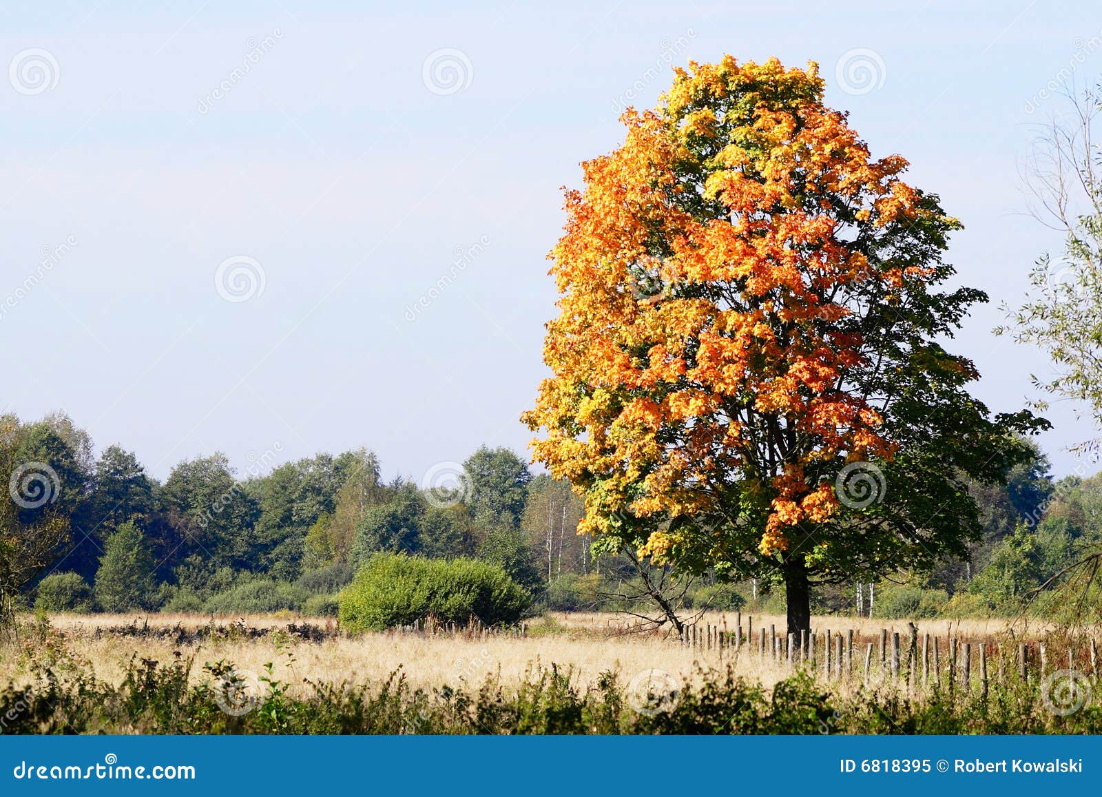 Autumn tree on field stock image. Image of beautiful, season - 6818395