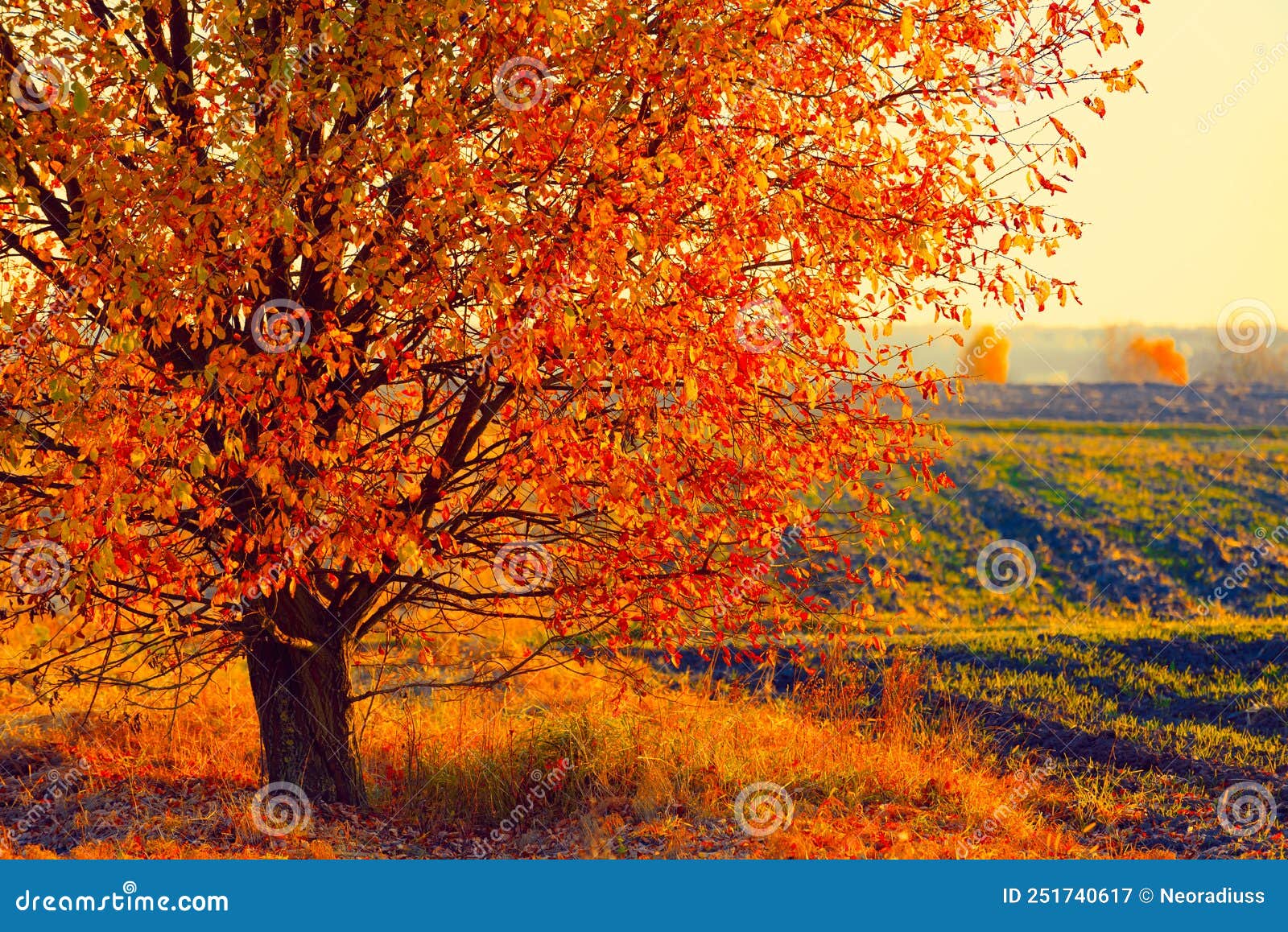 Autumn Tree in the Field at Sunset Stock Image - Image of sunset ...