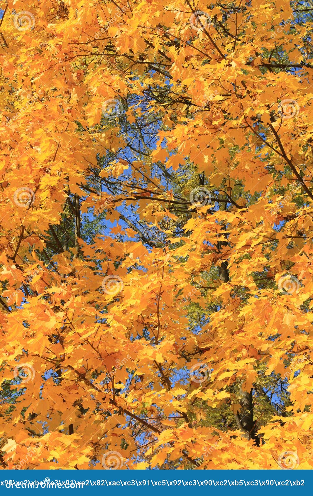 Autumn tree five stock photo. Image of texture, park - 147708844