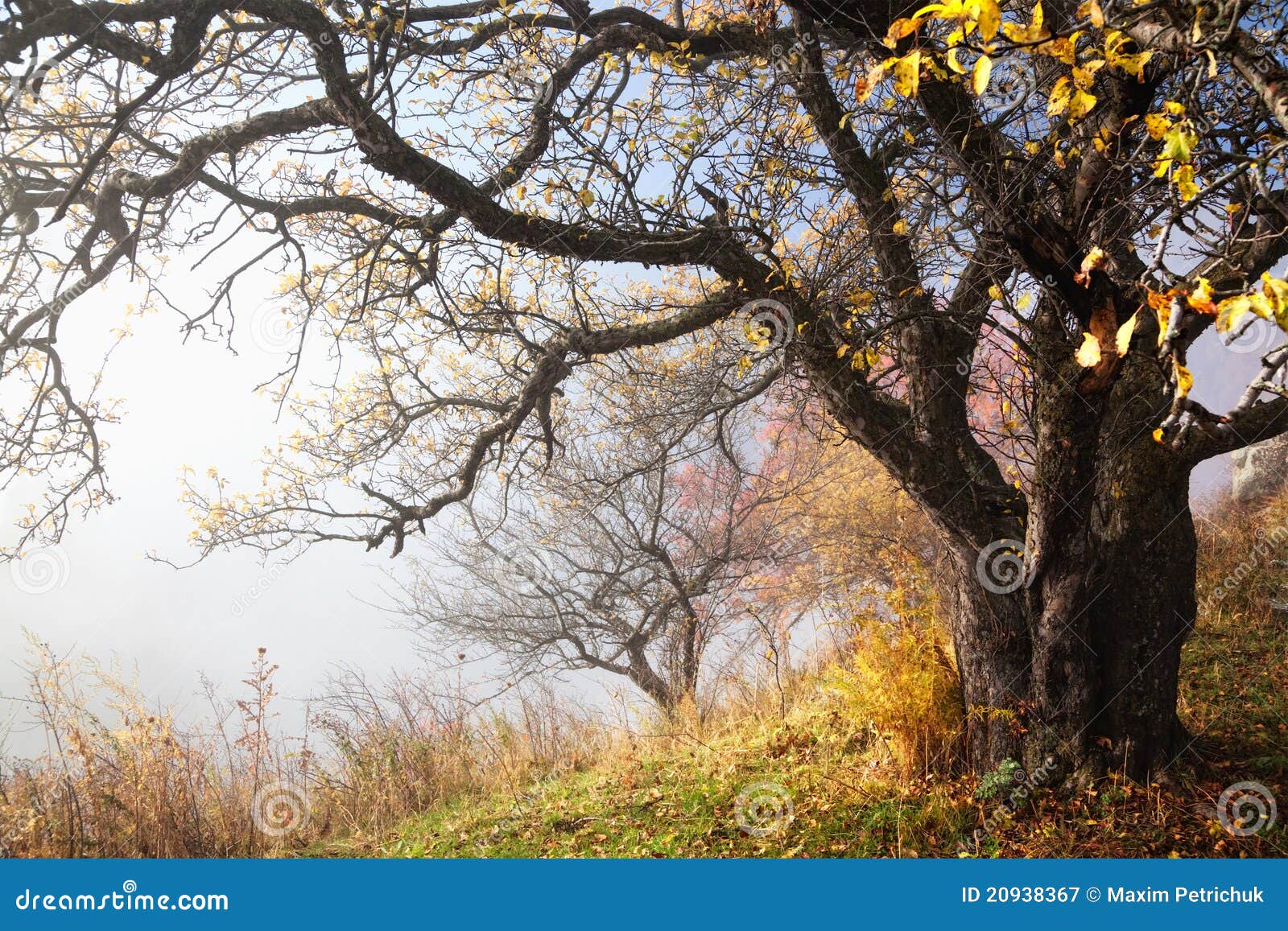 Autumn tree and fog stock image. Image of environment - 20938367