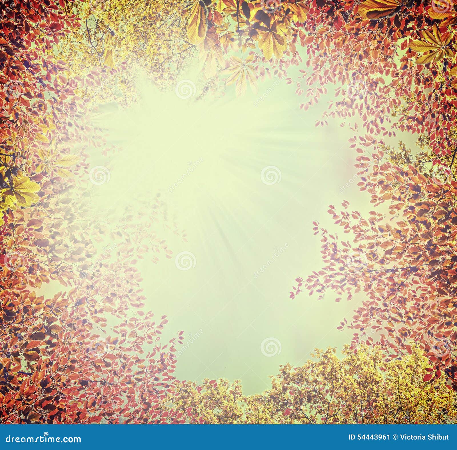 Autumn Tree Foliage On Sky And Sunshine Background, Frame Stock Image ...