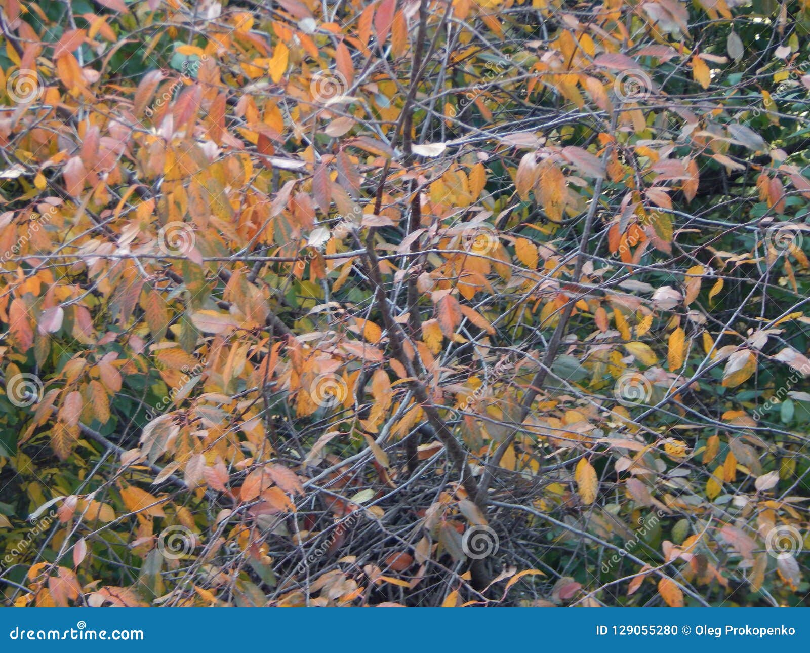Autumn Tree Foliage Texture Stock Photo - Image of forest, tree: 129055280