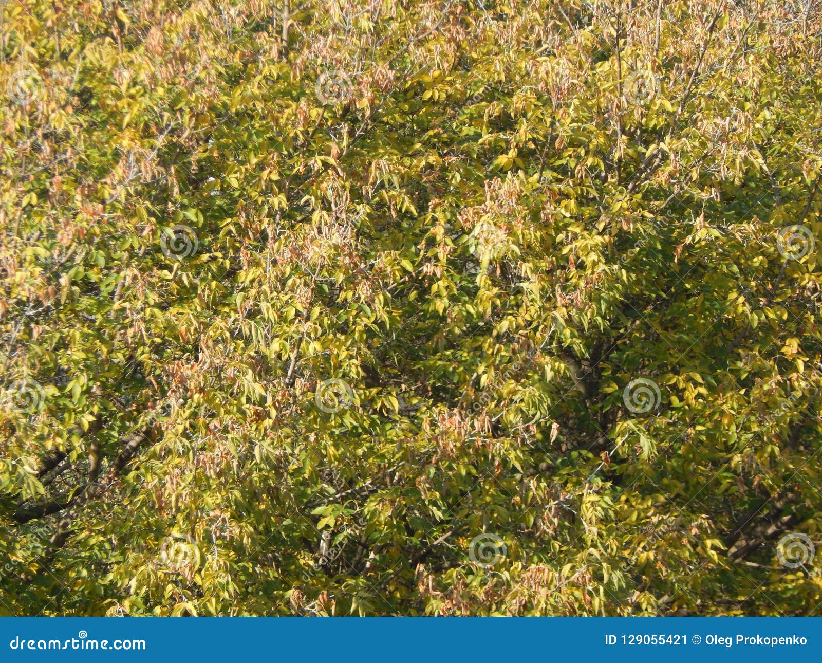 Autumn Tree Foliage Texture Stock Image - Image of colorful, nature ...