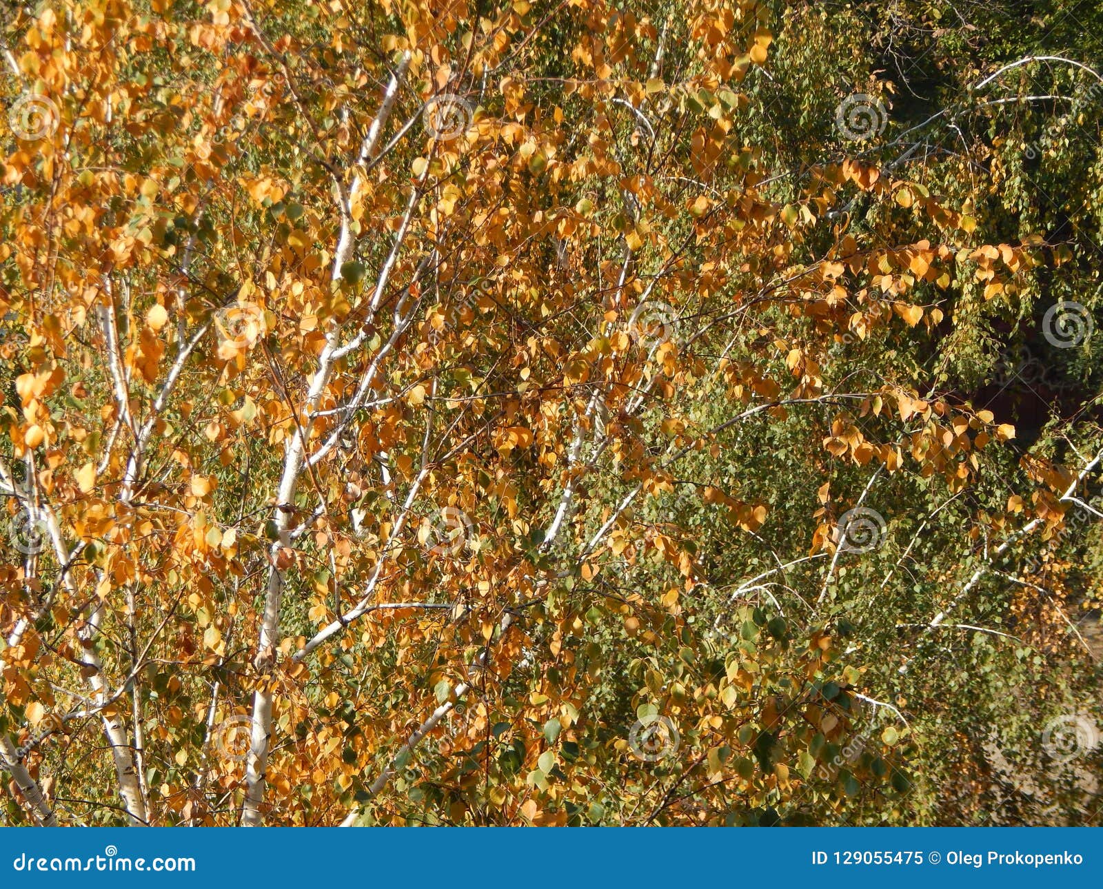 Autumn Tree Foliage Texture Stock Image - Image of trees, colorful ...