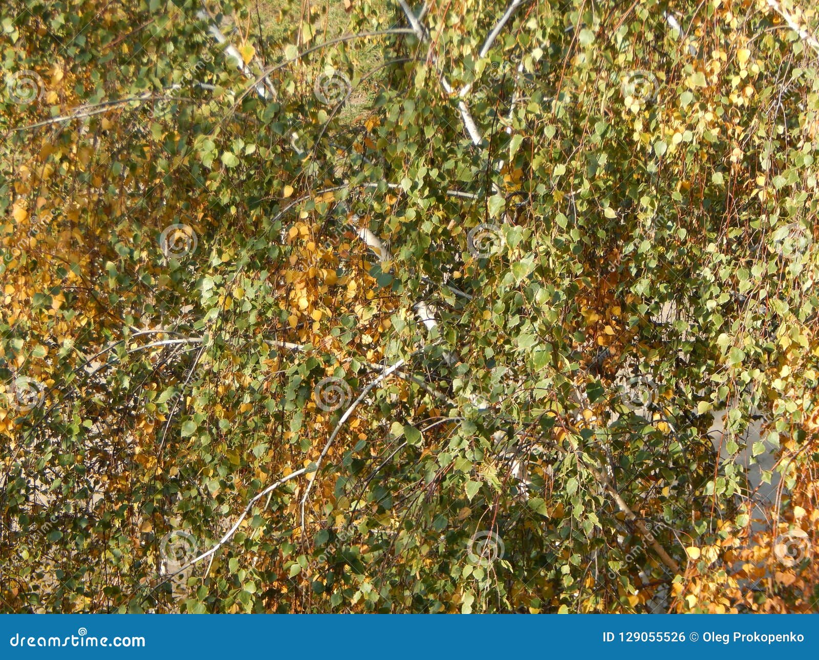 Autumn Tree Foliage Texture Stock Photo - Image of landscape, trees ...