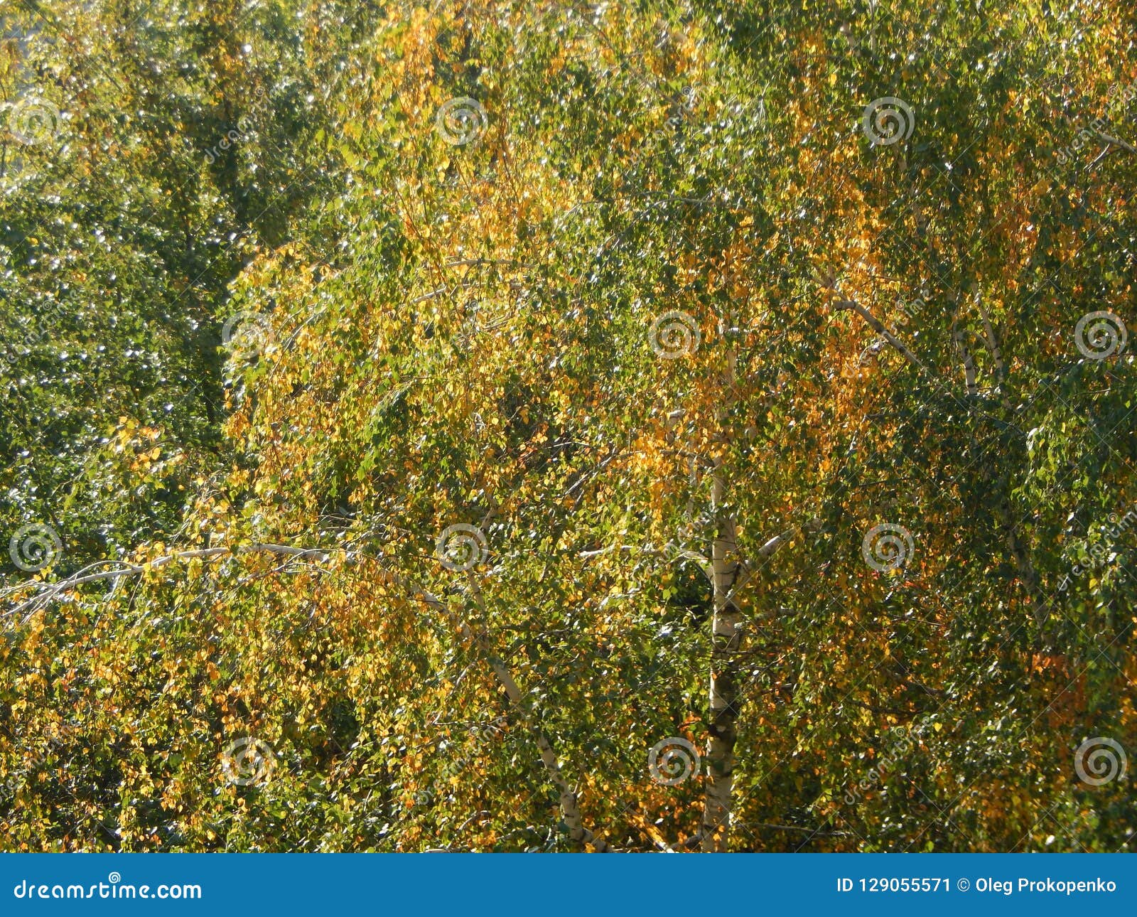 Autumn Tree Foliage Texture Stock Image - Image of beautiful, trees ...