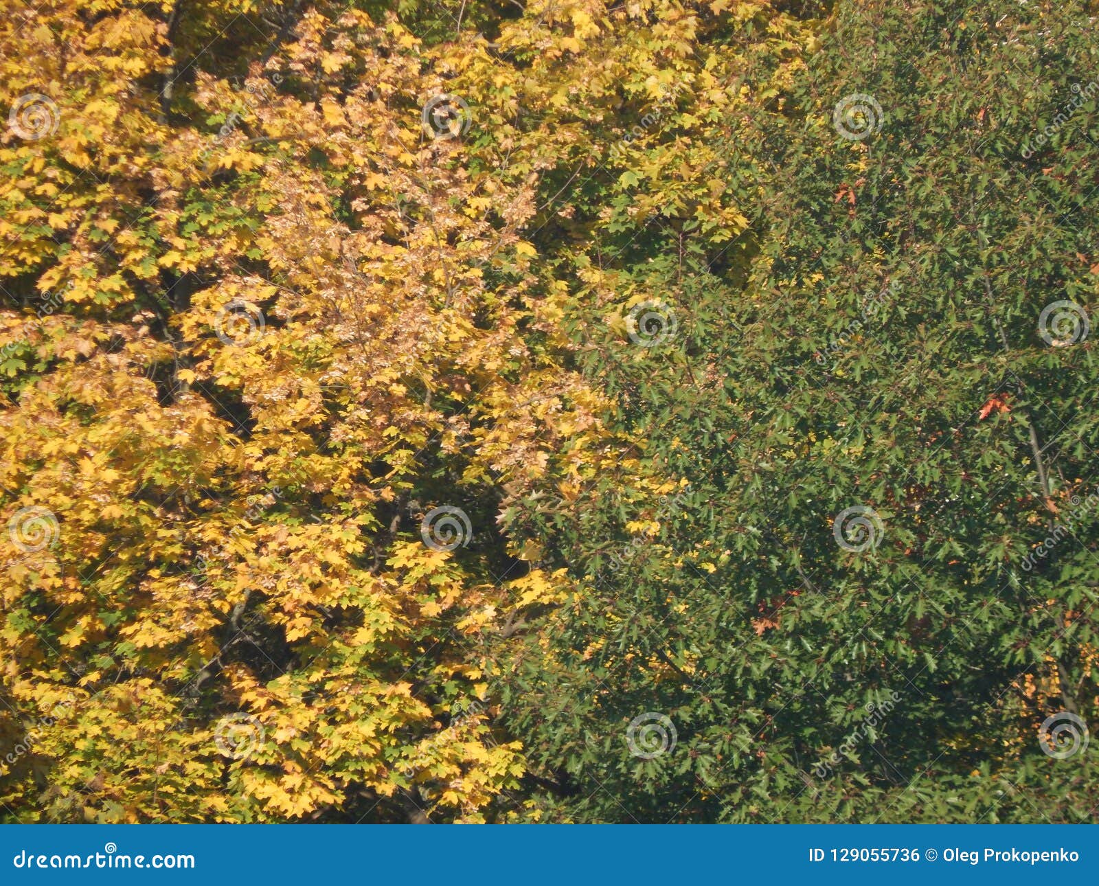 Autumn Tree Foliage Texture Stock Photo - Image of tree, colorful ...