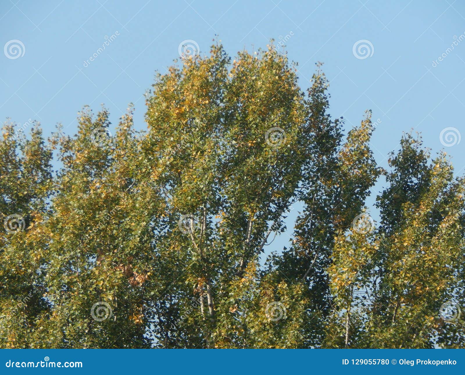 Autumn Tree Foliage Texture Stock Photo - Image of season, leaf: 129055780