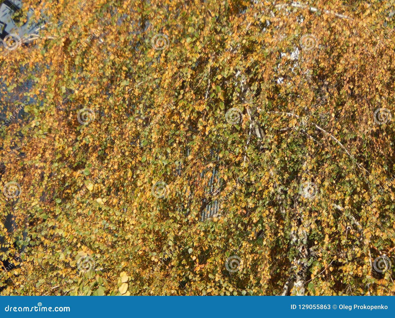 Autumn Tree Foliage Texture Stock Image - Image of fall, landscape ...