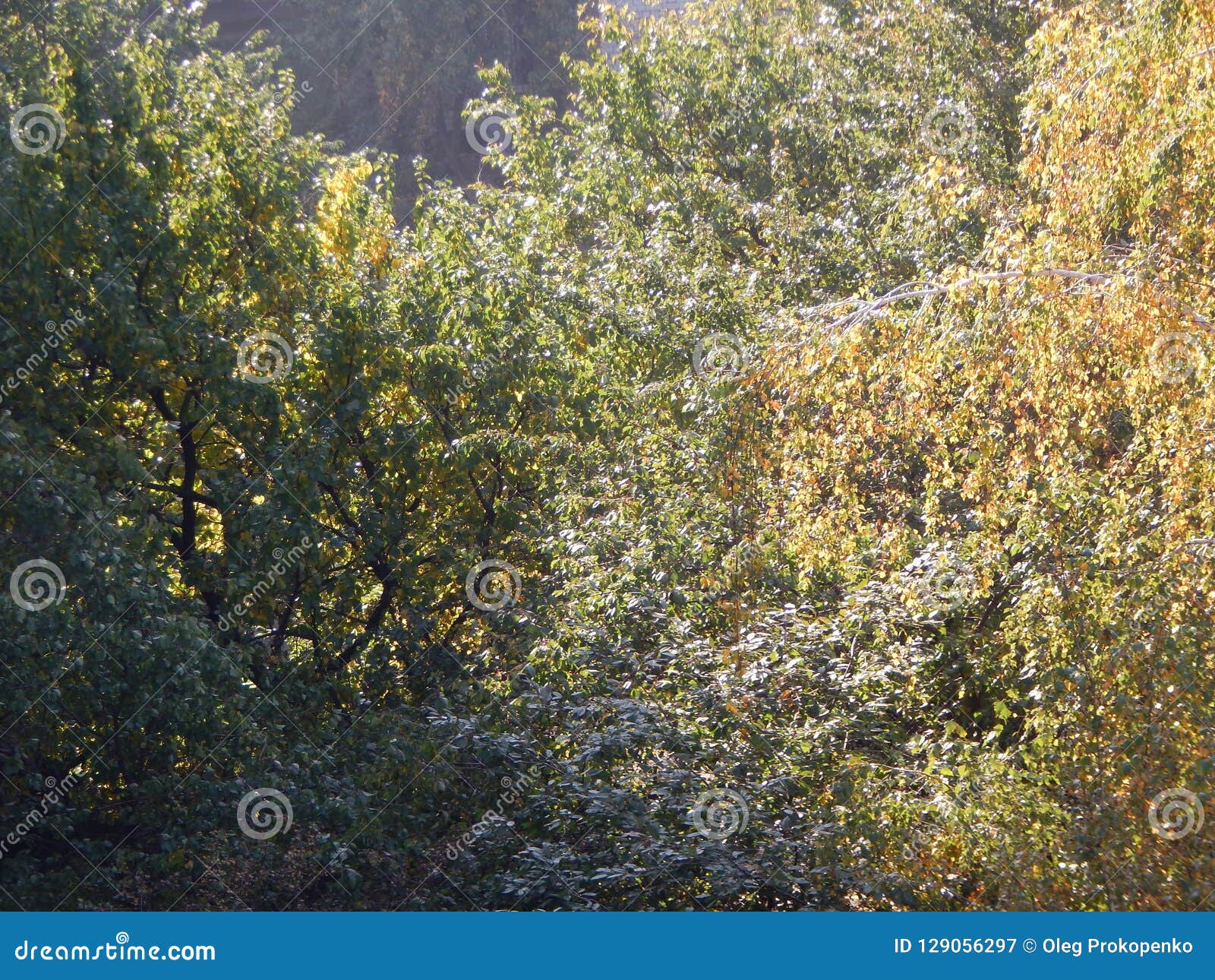 Autumn Tree Foliage Texture Stock Image - Image of orange, leaves ...