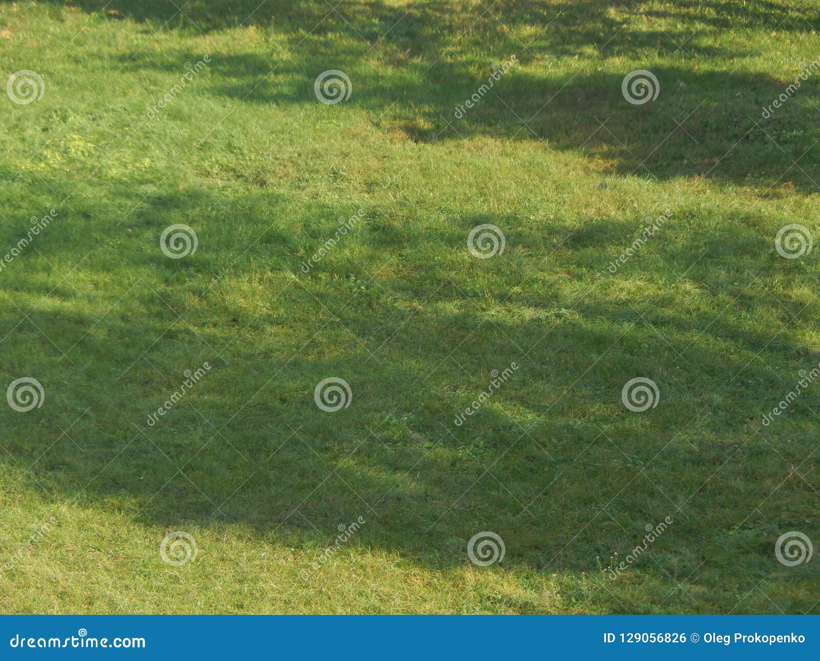 Autumn Tree Foliage Texture Stock Photo - Image of orange, landscape ...