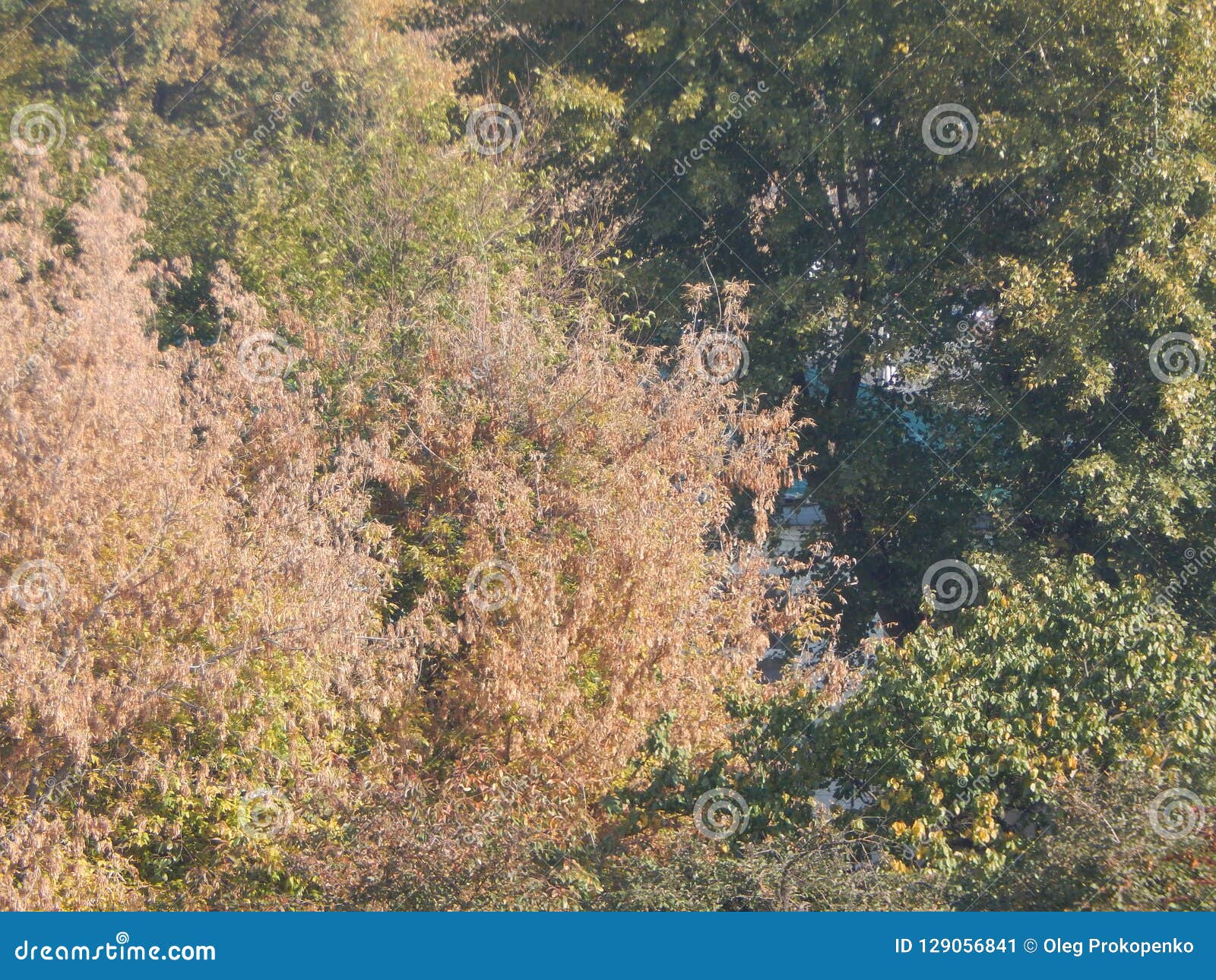Autumn Tree Foliage Texture Stock Image - Image of maple, natural ...