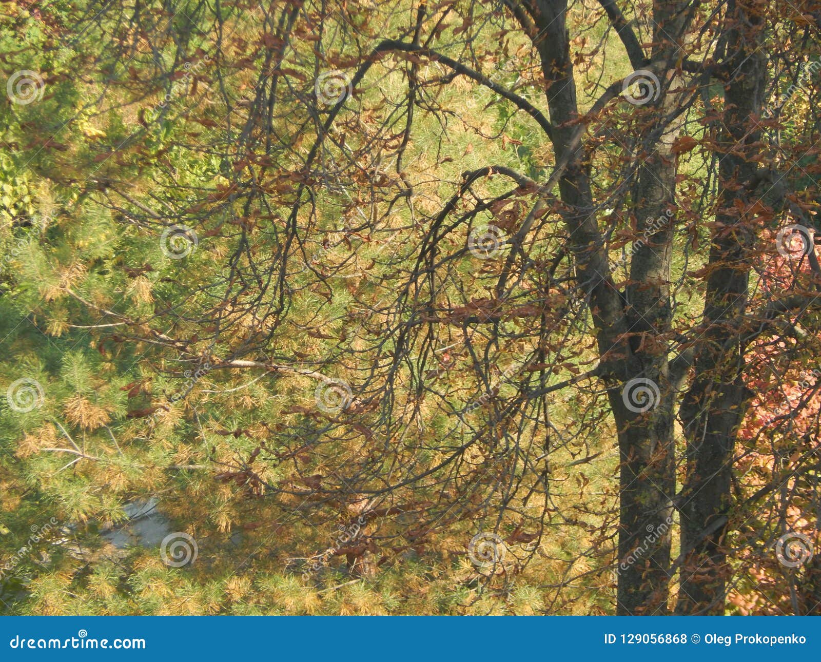 Autumn Tree Foliage Texture Stock Photo - Image of nature, park: 129056868