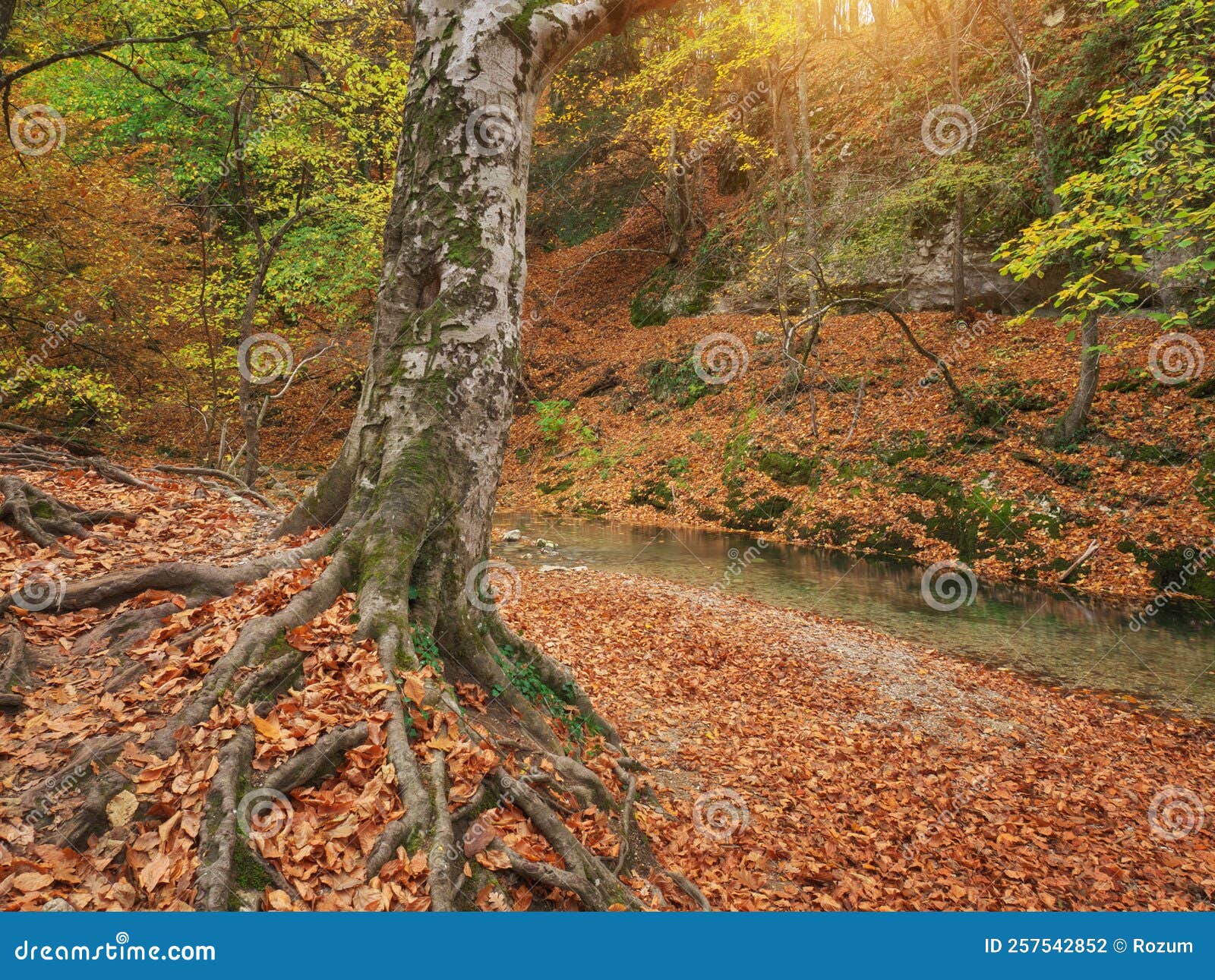 Autumn Tree in Forest and River Flow Stock Photo - Image of light ...