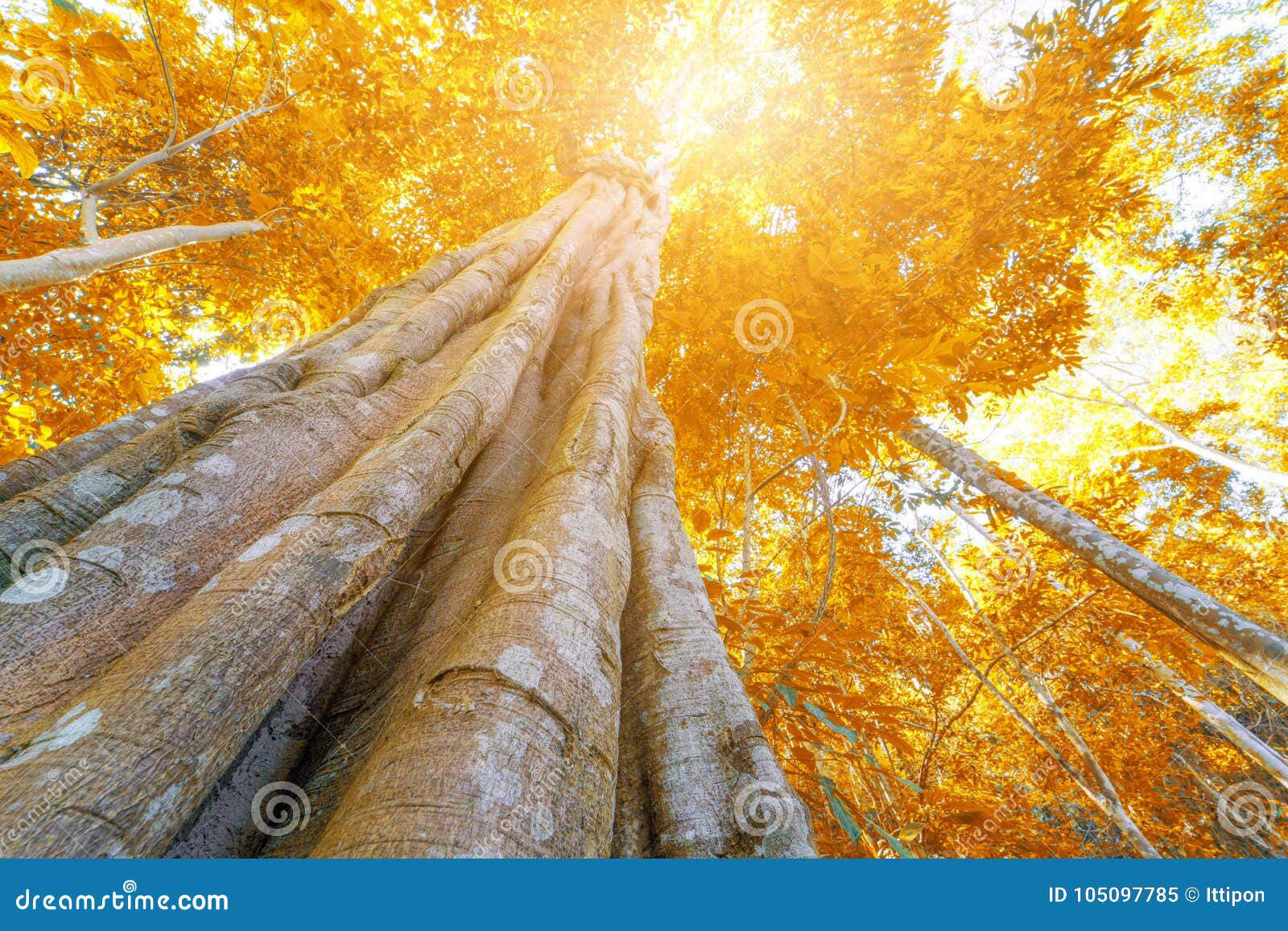 Autumn Tree in the Forest Top View from Below Stock Image - Image of ...