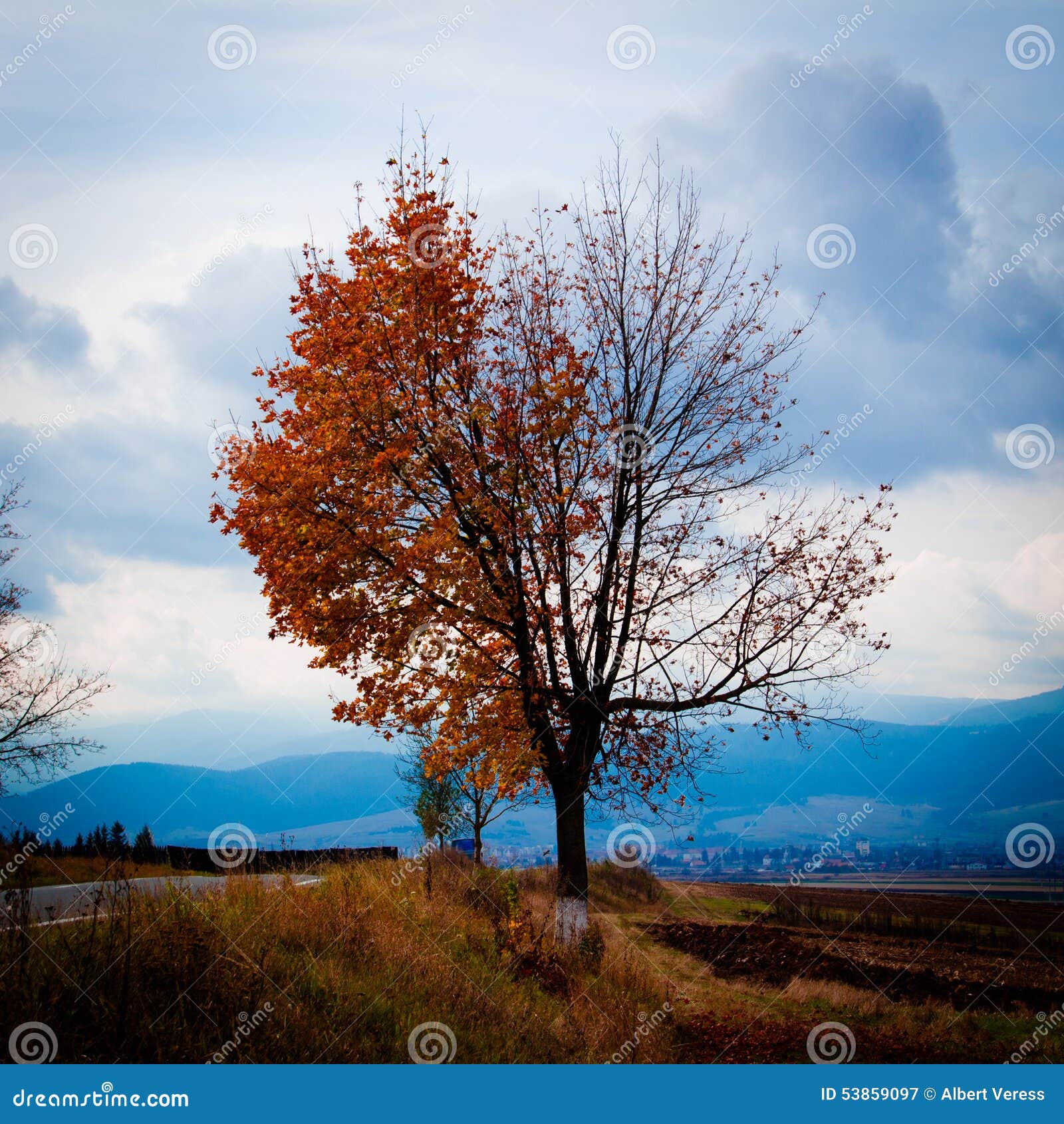 Autumn Tree with Half of the Leaves Fallen Stock Image - Image of ...