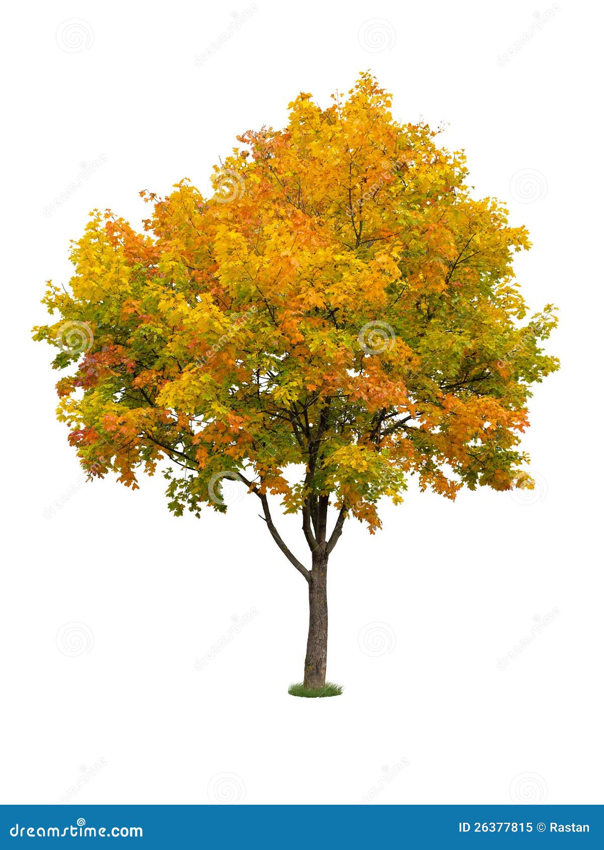 Autumn tree isolated stock image. Image of beauty, background - 26377815