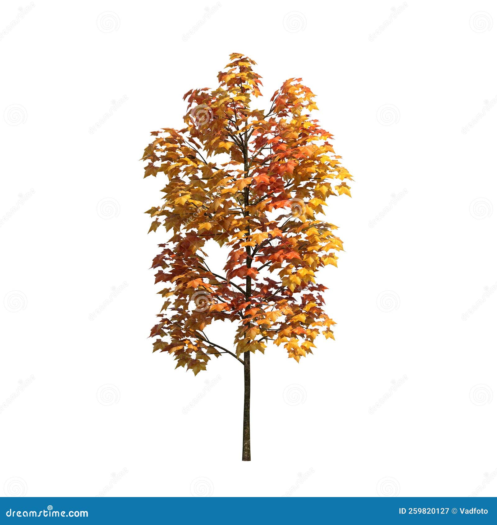 Autumn Tree Isolated on White Background Stock Illustration ...