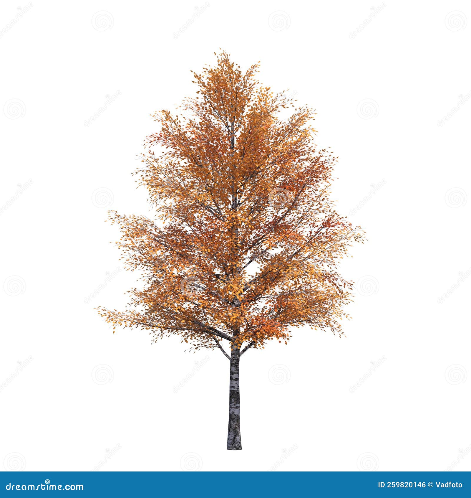 Autumn Tree Isolated on White Background Stock Illustration ...