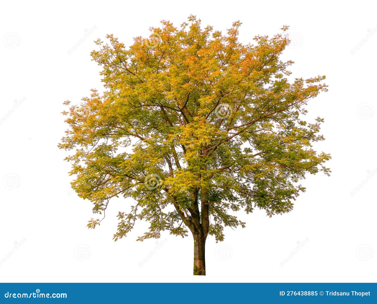 Autumn Tree Isolated on White Background Stock Image - Image of yellow ...