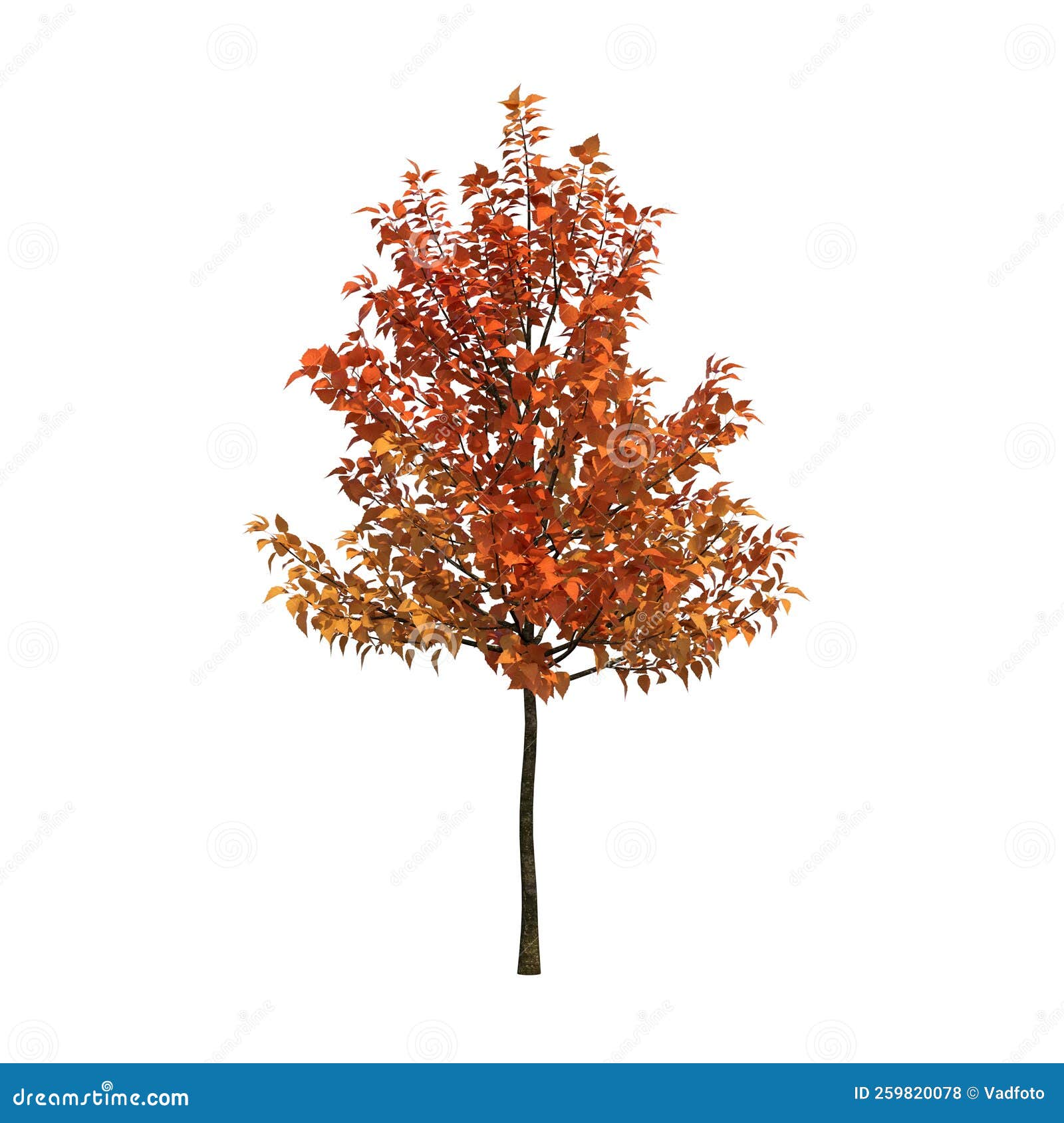 Autumn Tree Isolated on White Background Stock Illustration ...