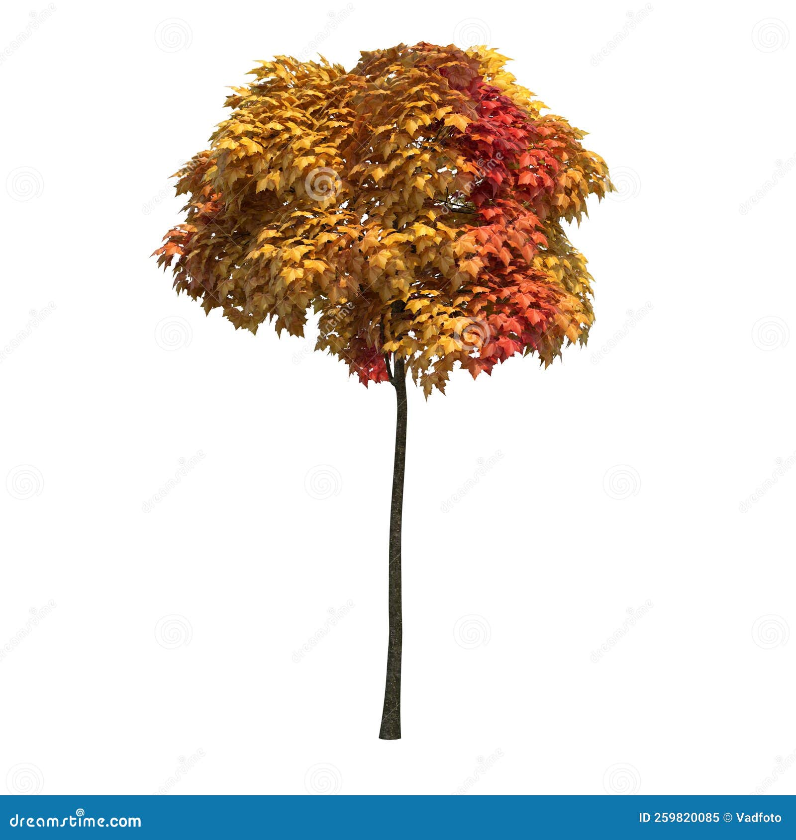 Autumn Tree Isolated on White Background Stock Illustration ...