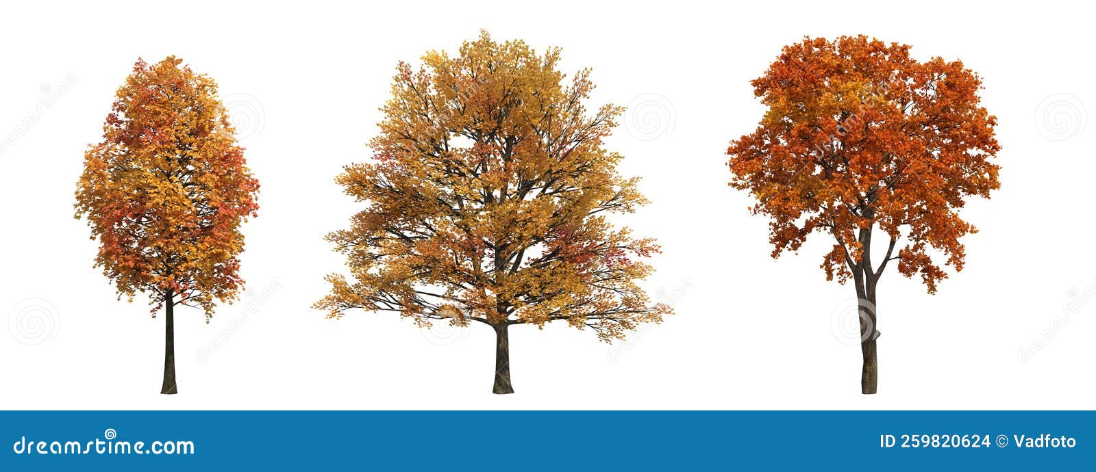 Autumn Tree Isolated on White Background Stock Illustration ...