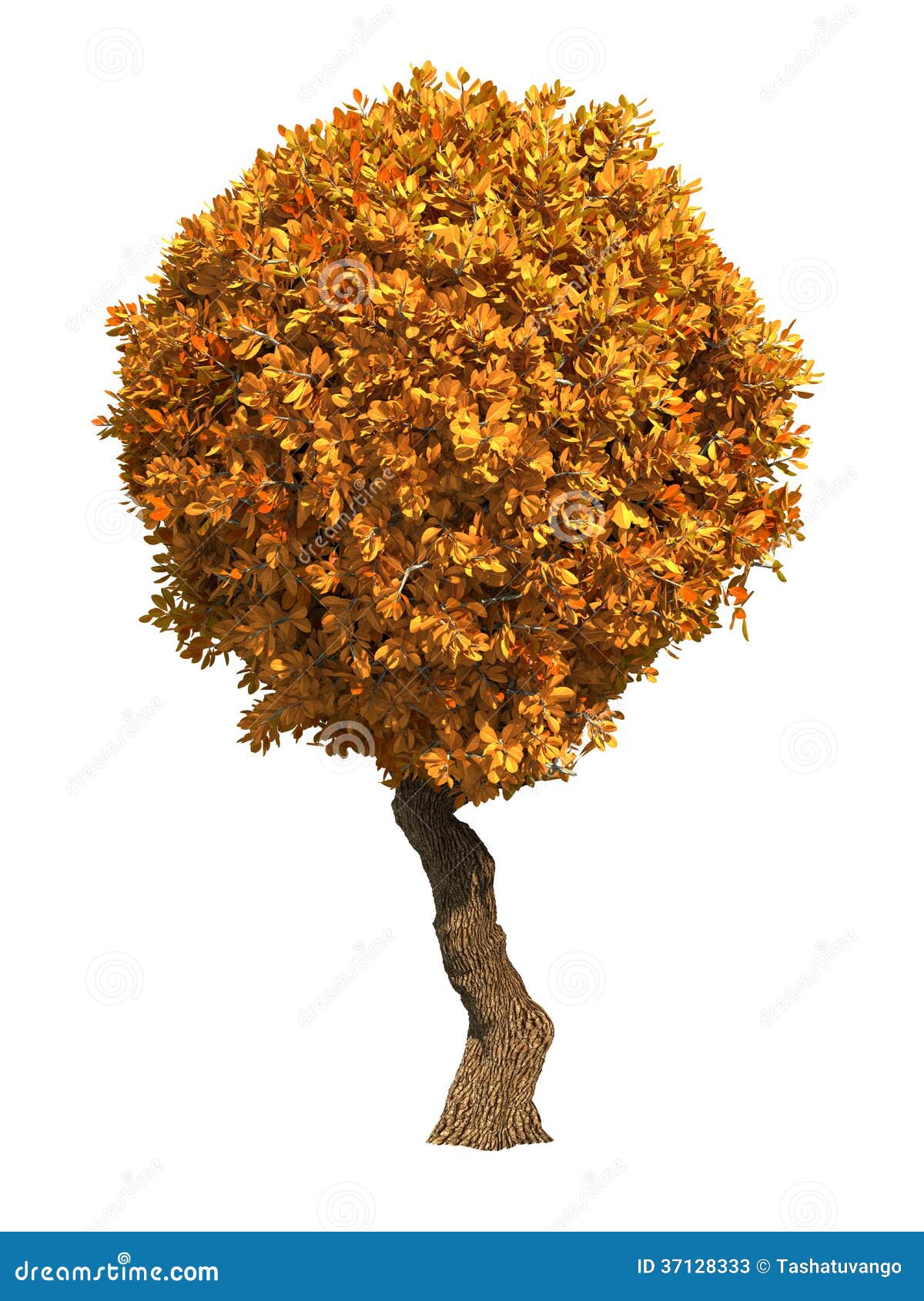 Autumn Tree Isolated on White Background. Stock Image - Image of ...
